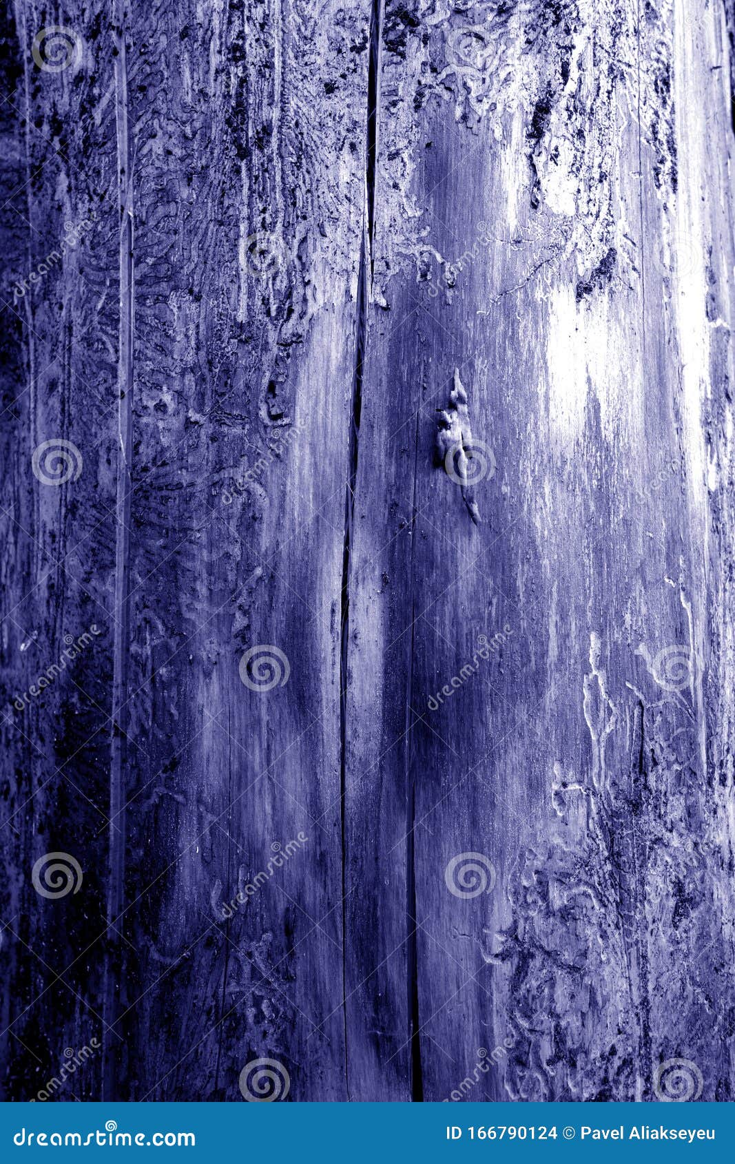 Bark of Old Tree Texture in Blue Tone Stock Photo - Image of macro ...