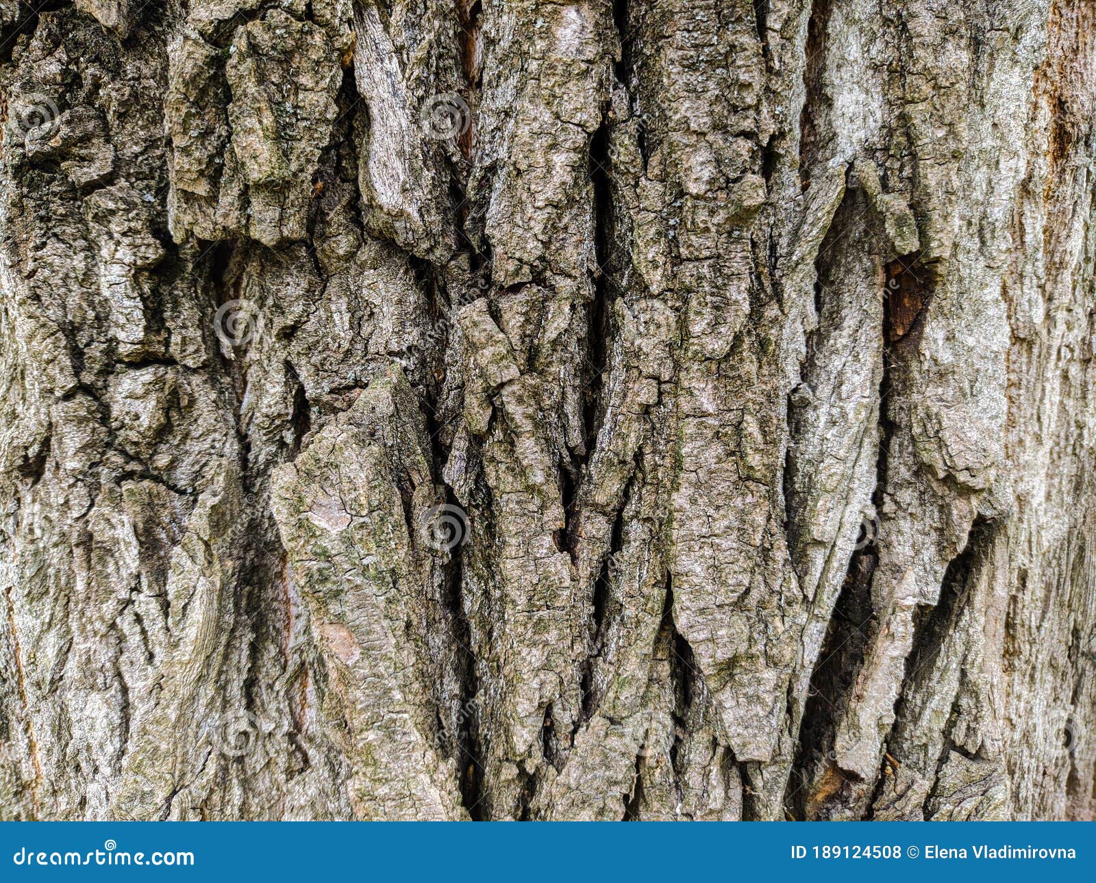 Texture of old bark stock photo. Image of texture, tree - 189124508