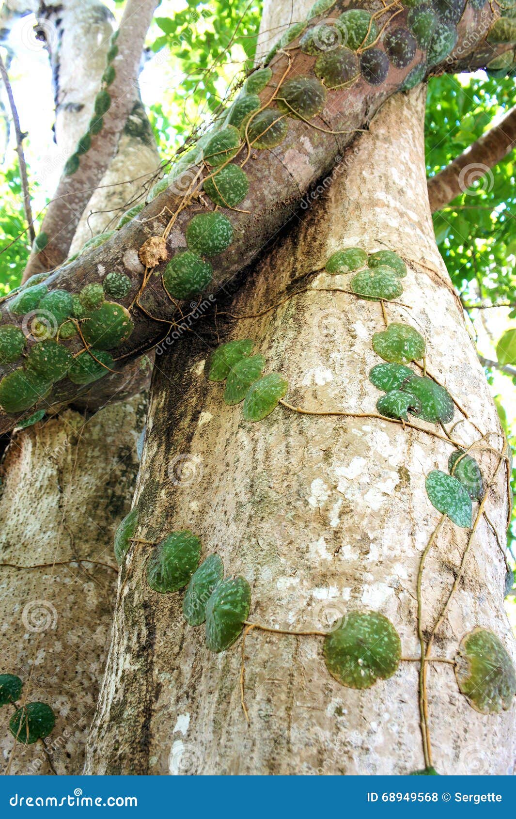 Philippine Mahogany Tree Bark