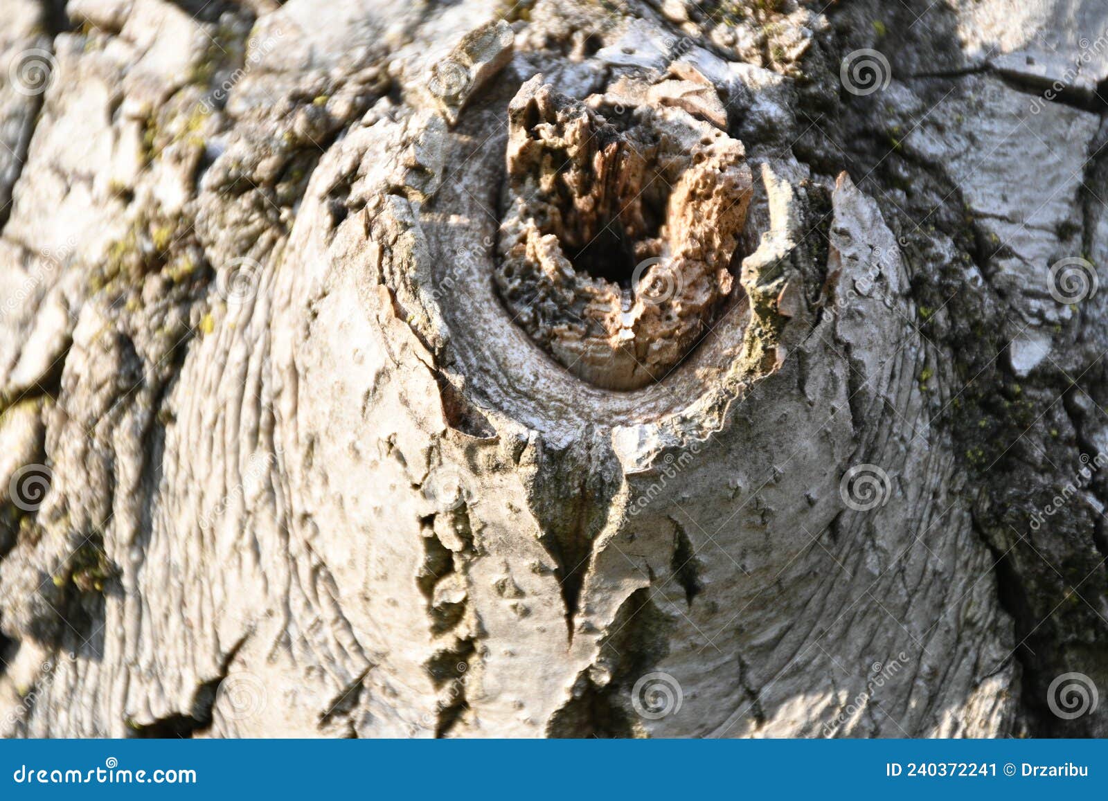 The Bark of an Old Walnut Tree Stock Image - Image of lines, knot ...