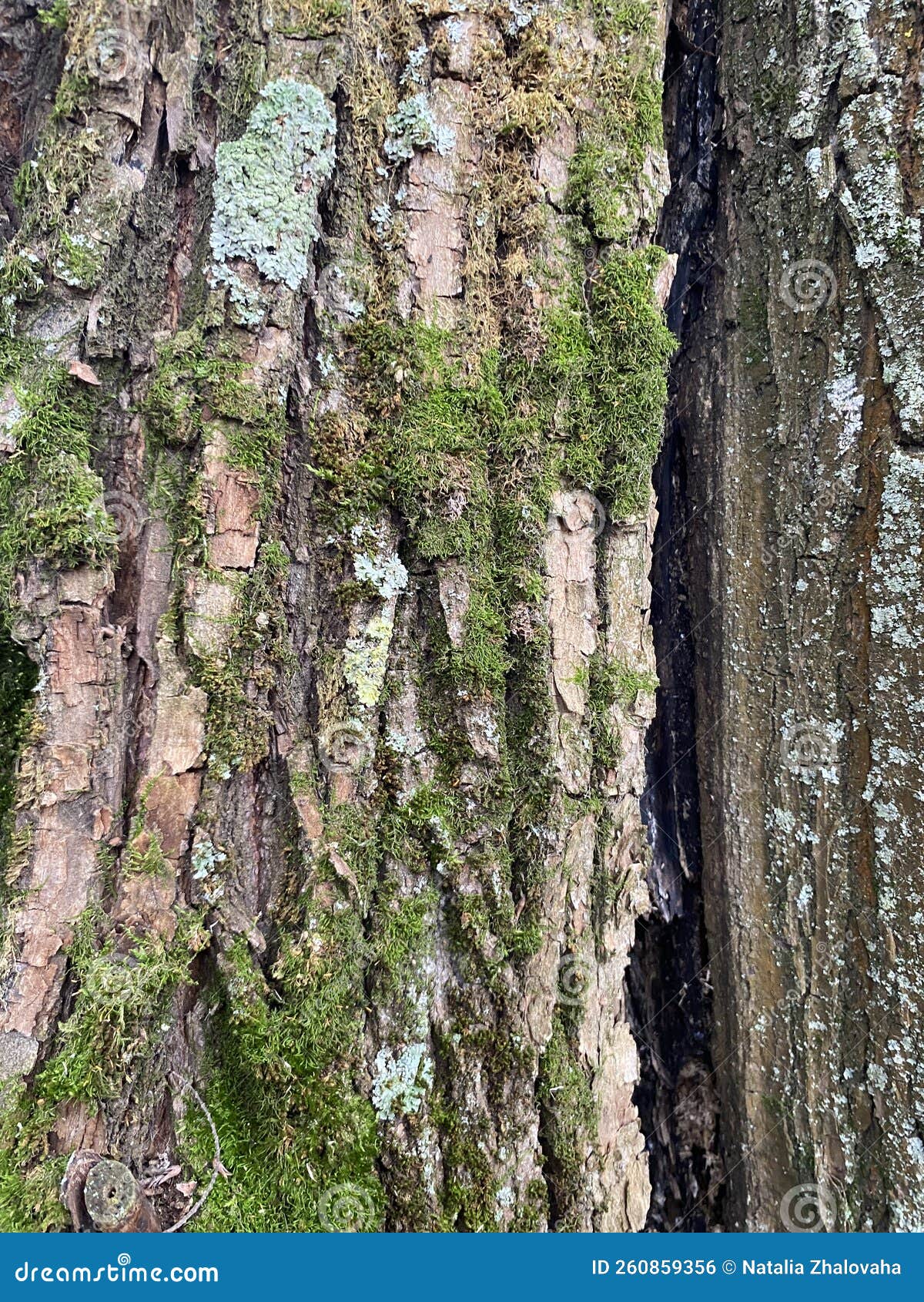 The bark of an old tree stock photo. Image of woodland - 260859356