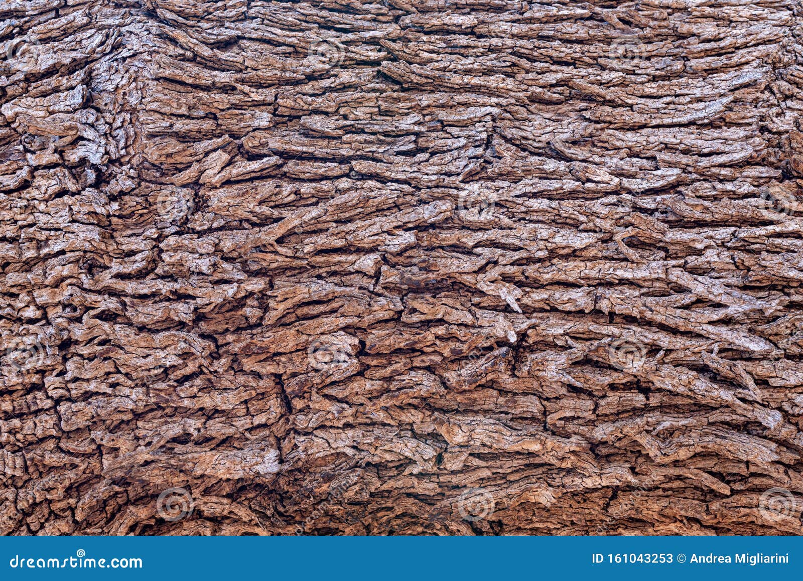 Bark of Olive Tree, Background of Natural Cortex Stock Image - Image of ...