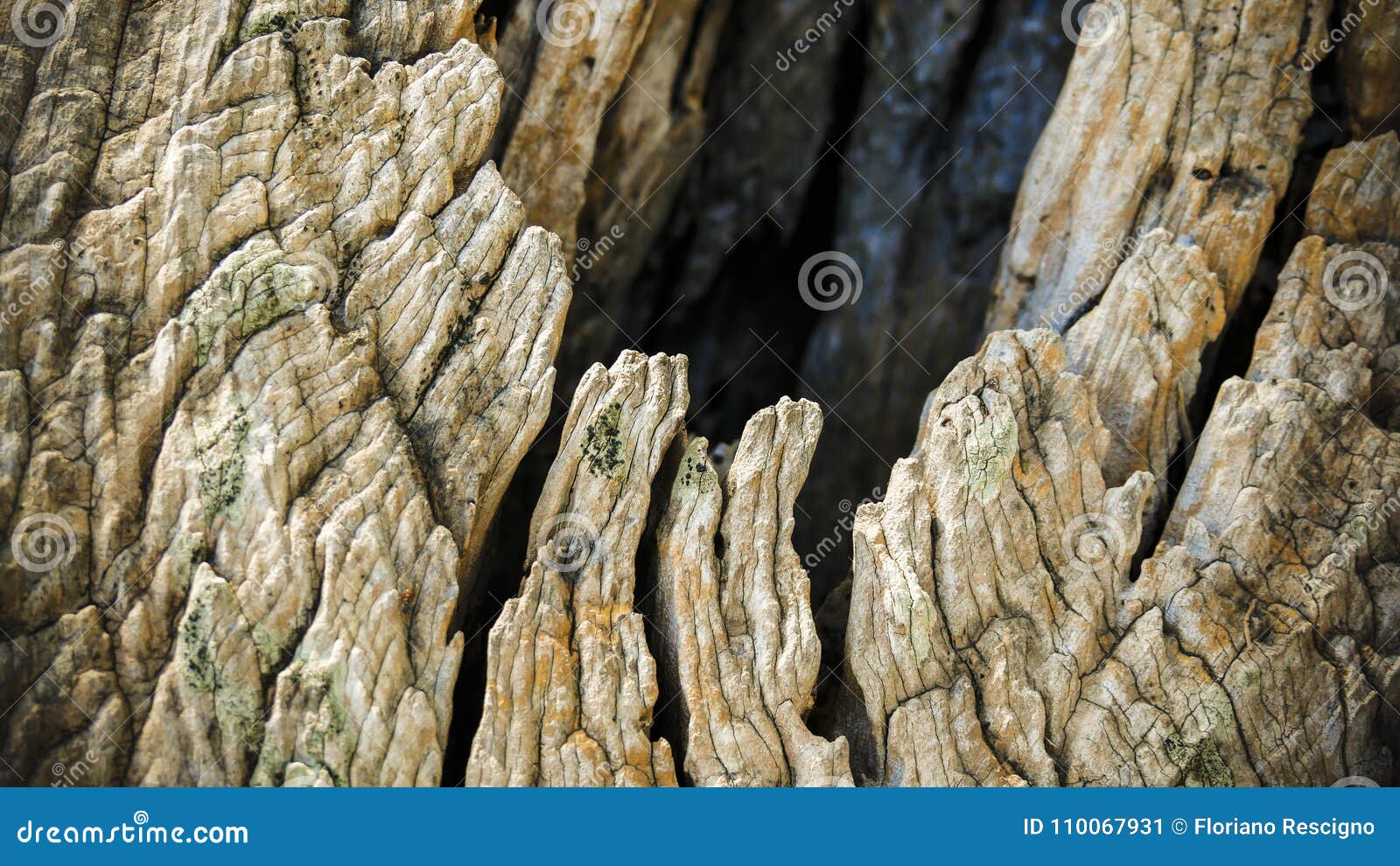 Bark of olive tree stock image. Image of background - 110067931