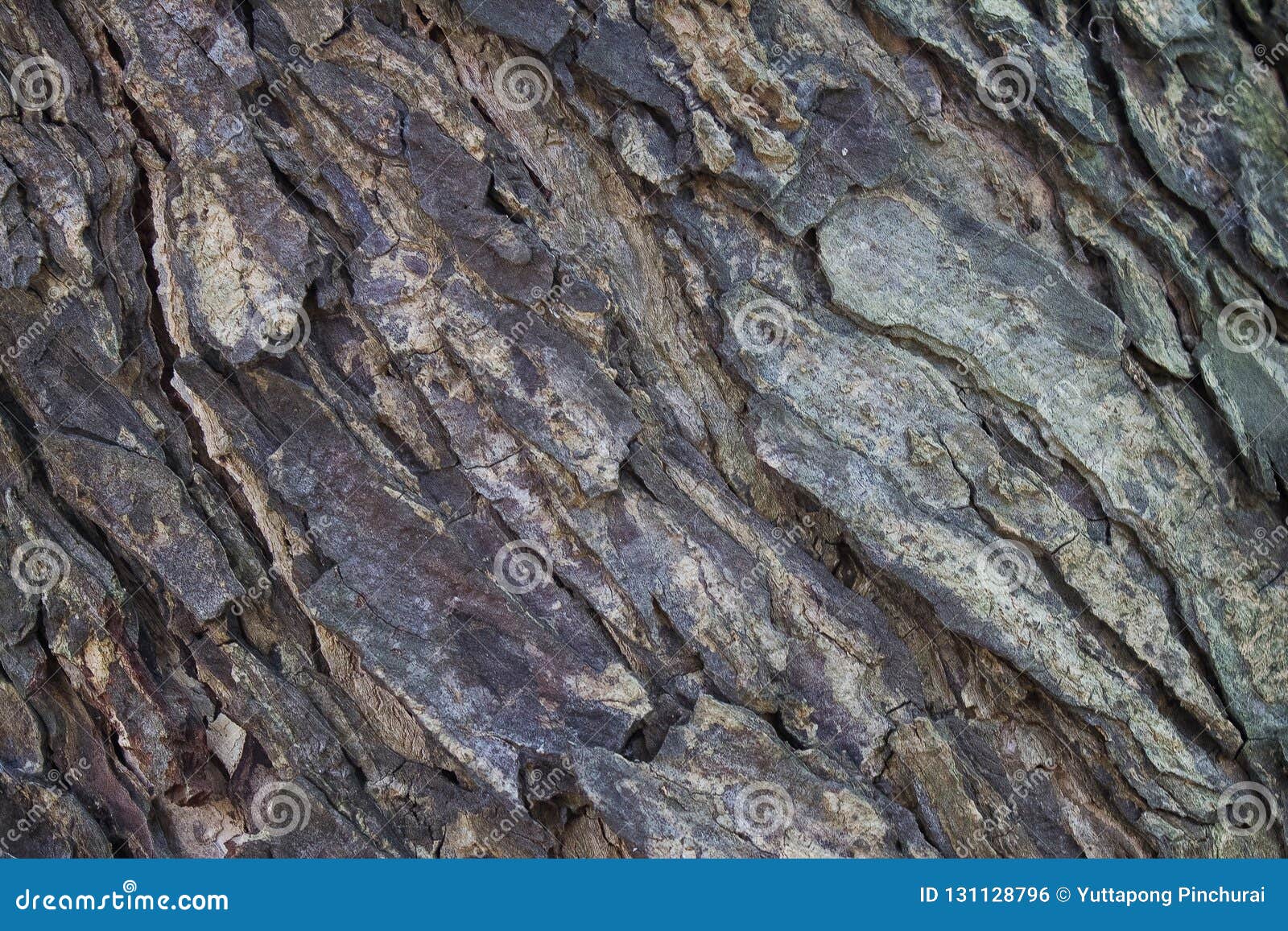 Bark of an Olive Tree. Nature Stock Photo - Image of mediterranean ...