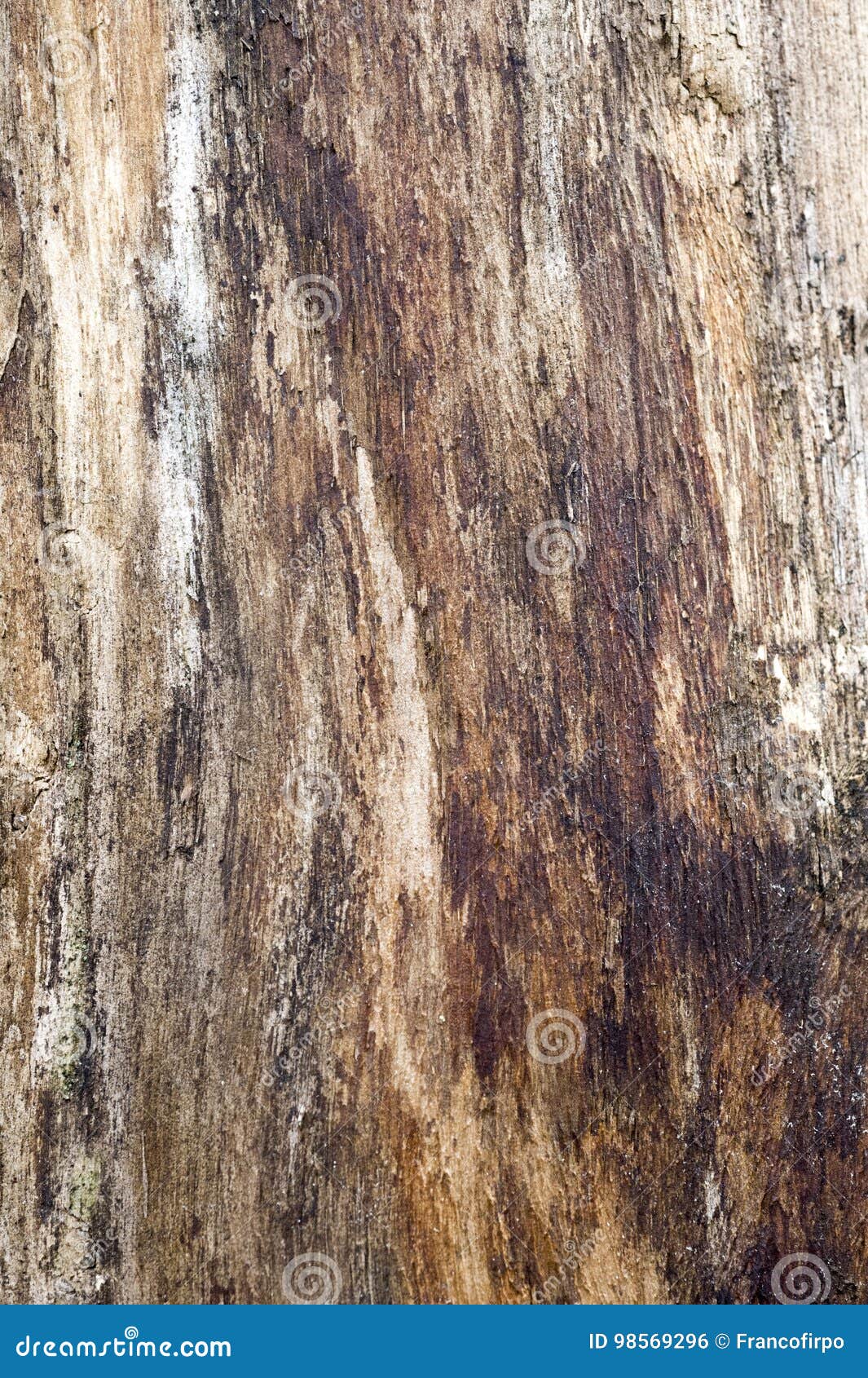 Bark stock photo. Image of includes, bark, life, line - 98569296