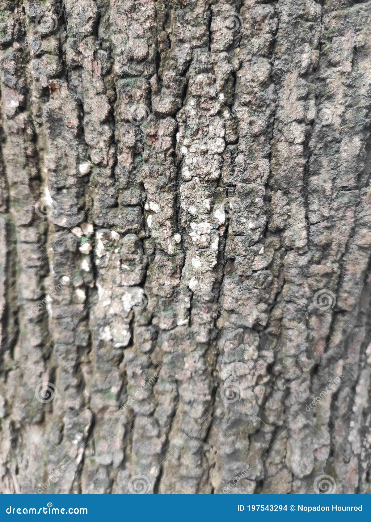 Bark is the Outermost Layers of Stems Stock Photo - Image of plank ...