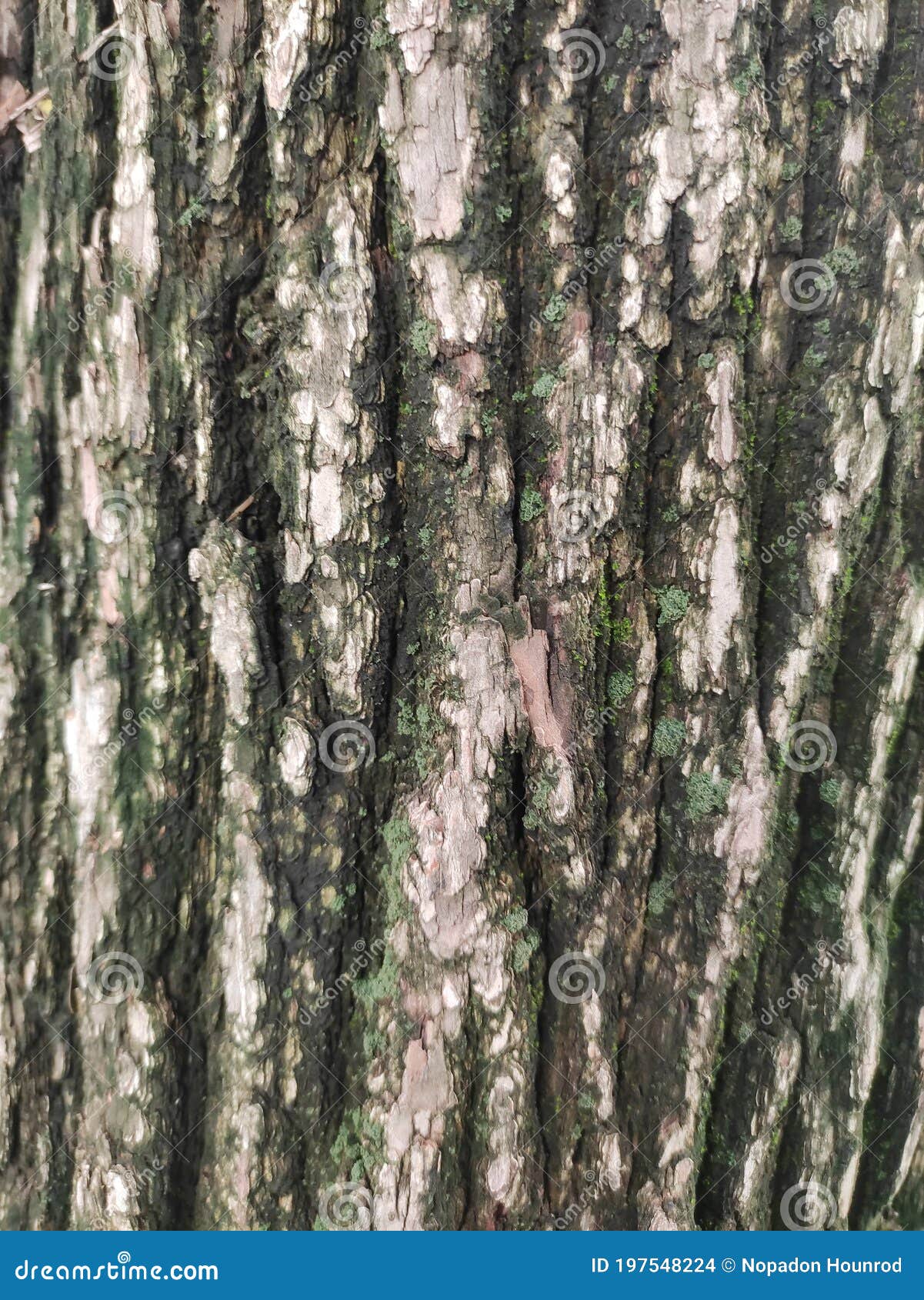 Bark is the Outermost Layers of Stems Stock Photo - Image of pine ...