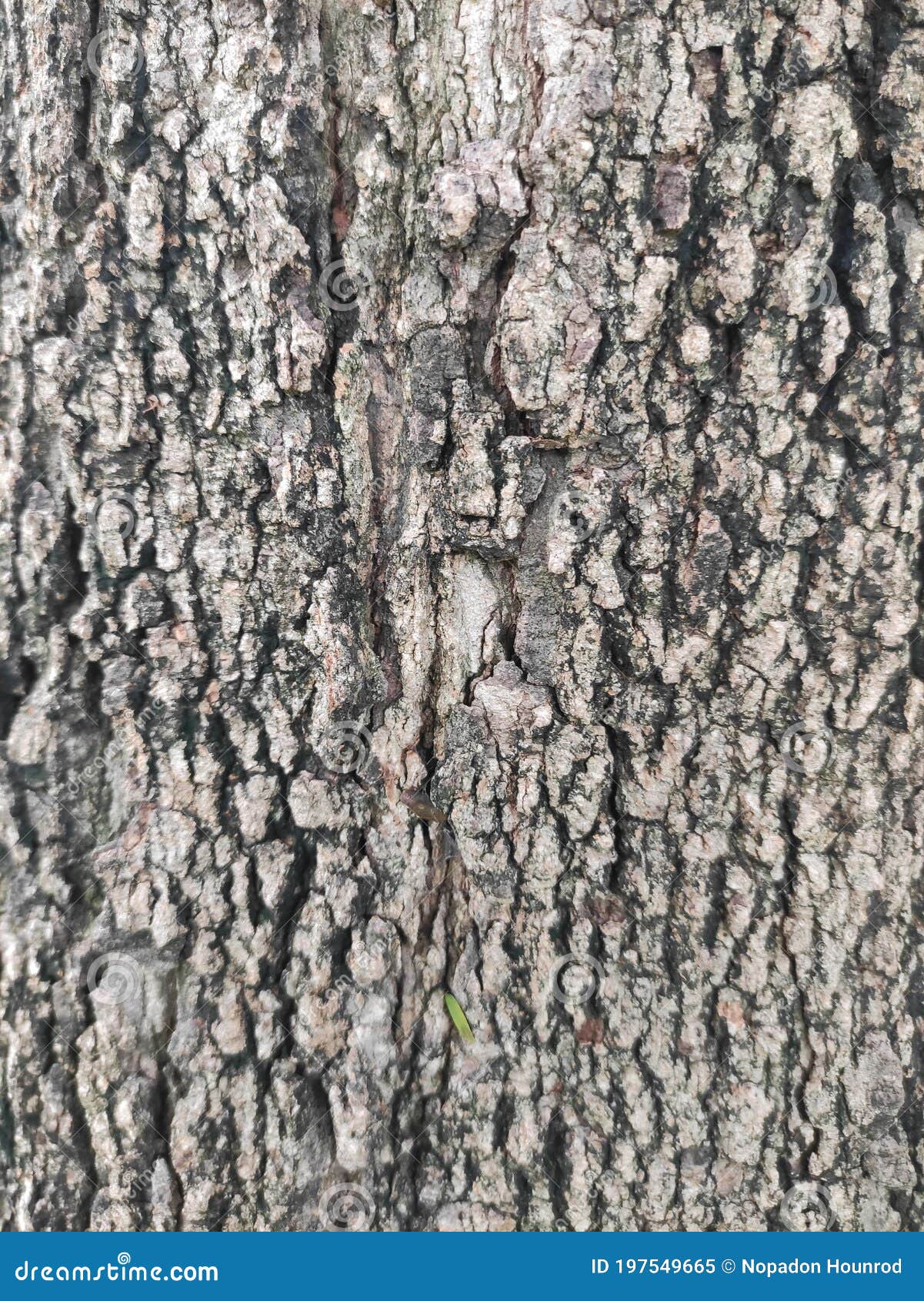 Bark Is The Outermost Structure Of The Tree Royalty-Free Stock ...