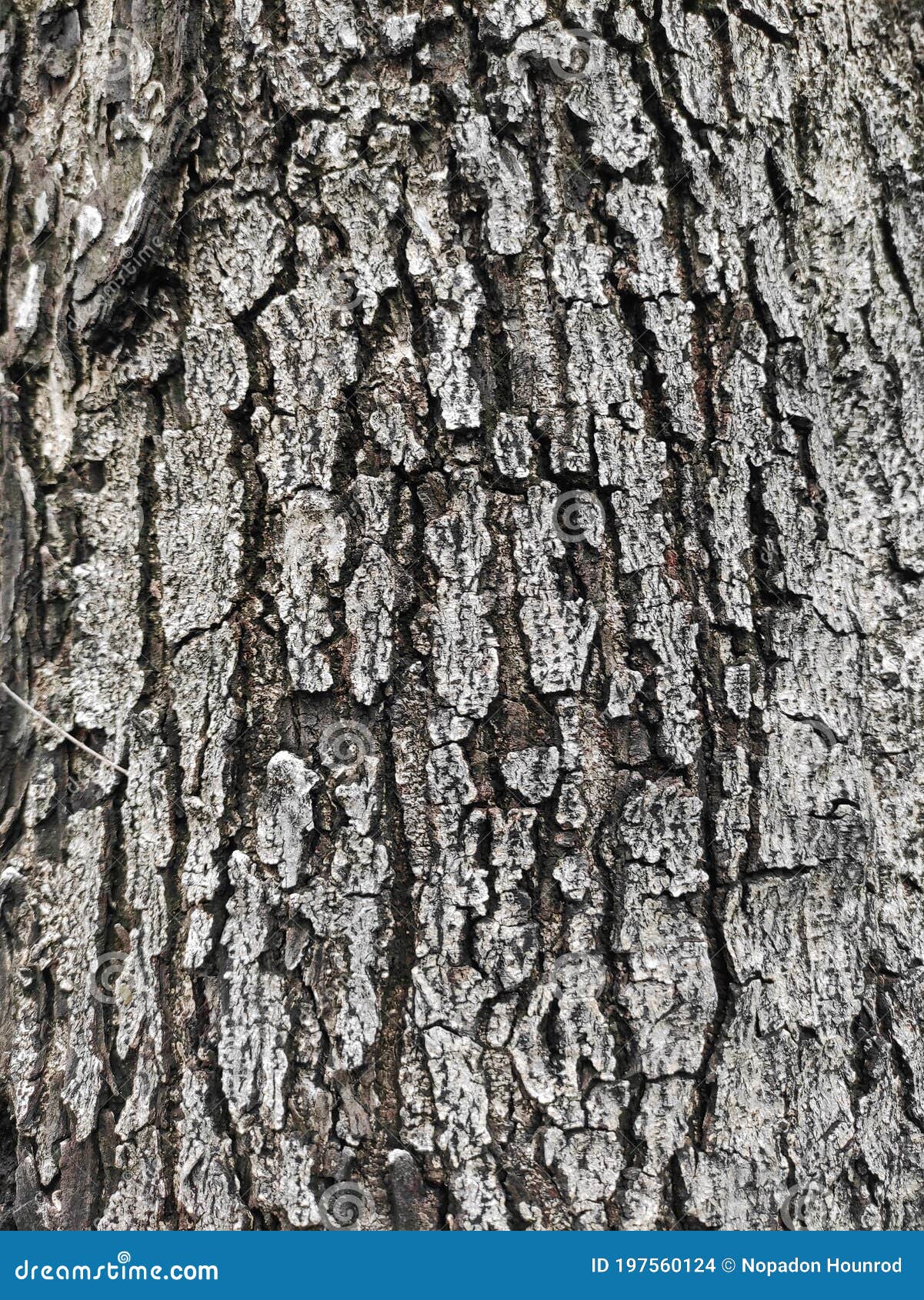 Bark is the Outermost Layers of Stems Stock Photo - Image of design ...