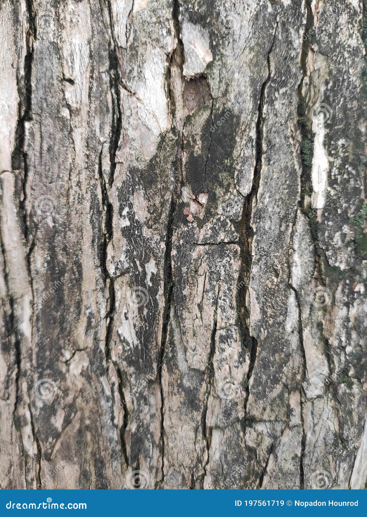 Bark is the Outermost Layers of Stems Stock Image - Image of design ...