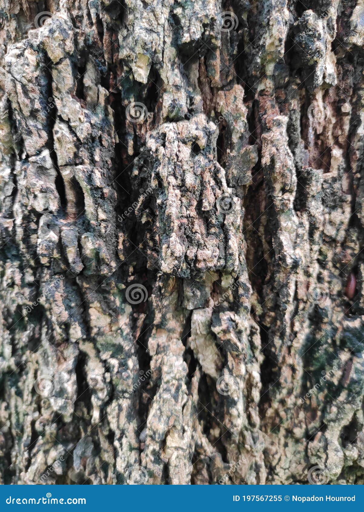 Bark is the Outermost Layers of Stems Stock Image - Image of abstract ...