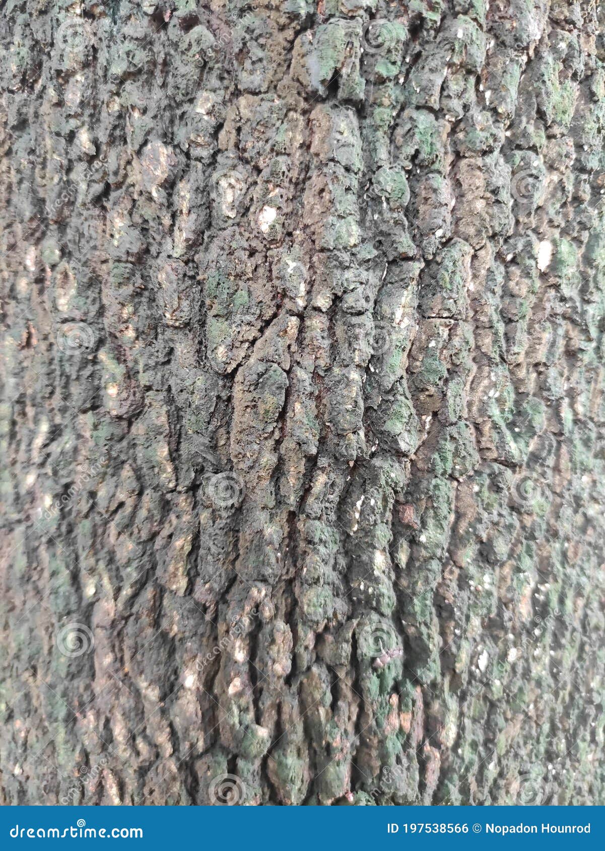 Bark is the Outermost Layers of Stems Stock Photo - Image of abstract ...