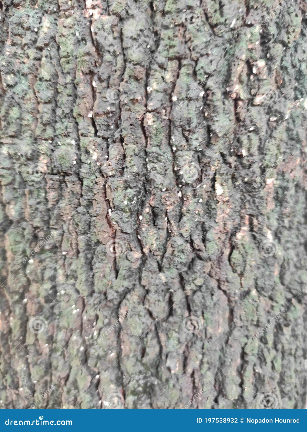 Bark Is The Outermost Structure Of The Tree Royalty-Free Stock ...