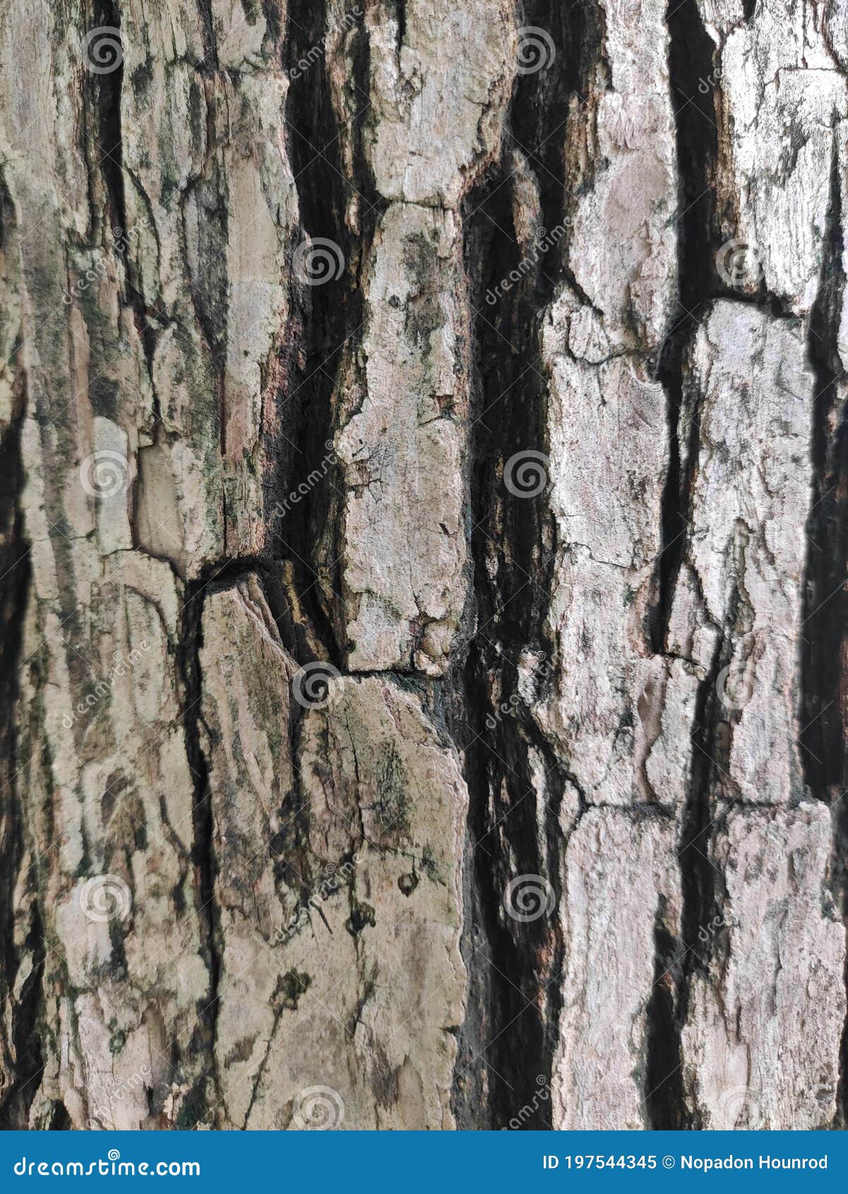 Bark is the Outermost Layers of Stems Stock Image - Image of plant ...