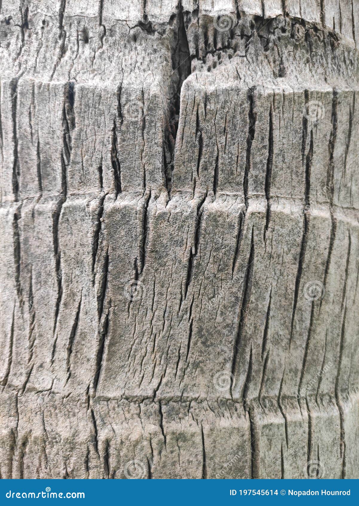 Bark is the Outermost Layers of Stems Stock Photo - Image of include ...