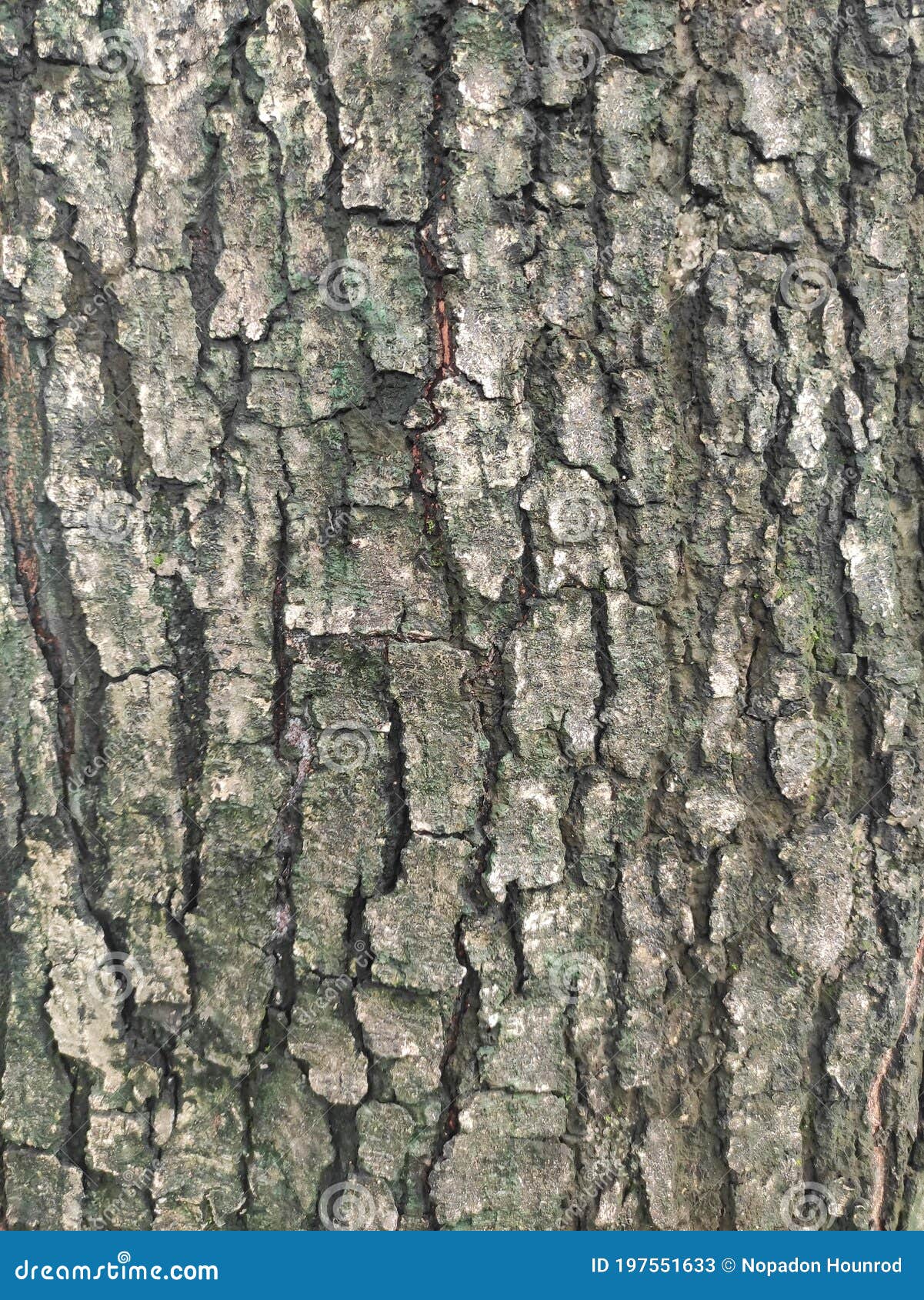 Bark is the Outermost Layers of Stems Stock Image - Image of dark ...