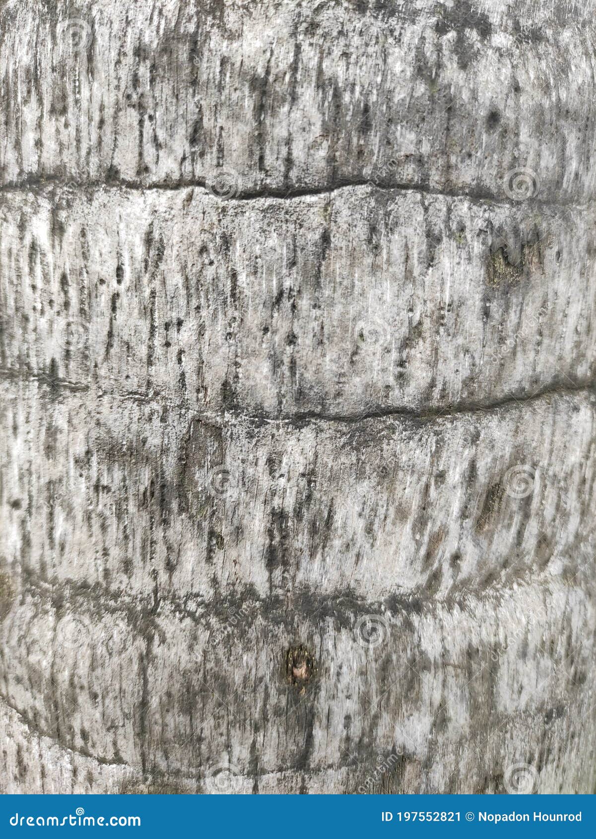 Bark is the Outermost Layers of Stems Stock Image - Image of detail ...