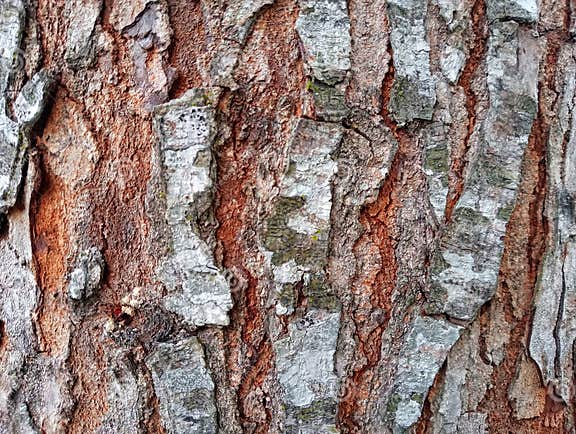 Bark is the Outermost Structure of the Tree Stock Photo - Image of ...
