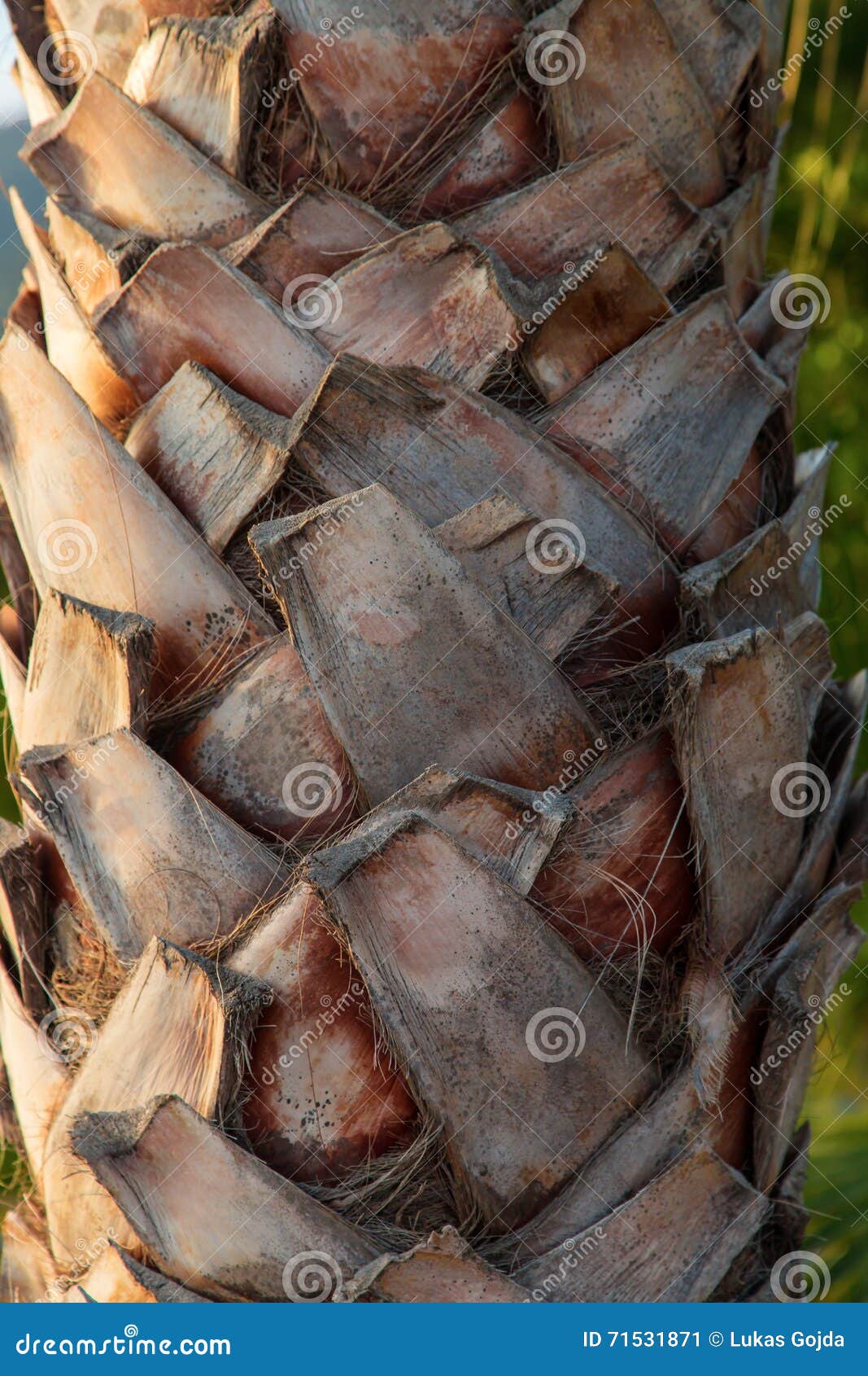 Bark of a palm tree stock image. Image of palm, detailed - 71531871