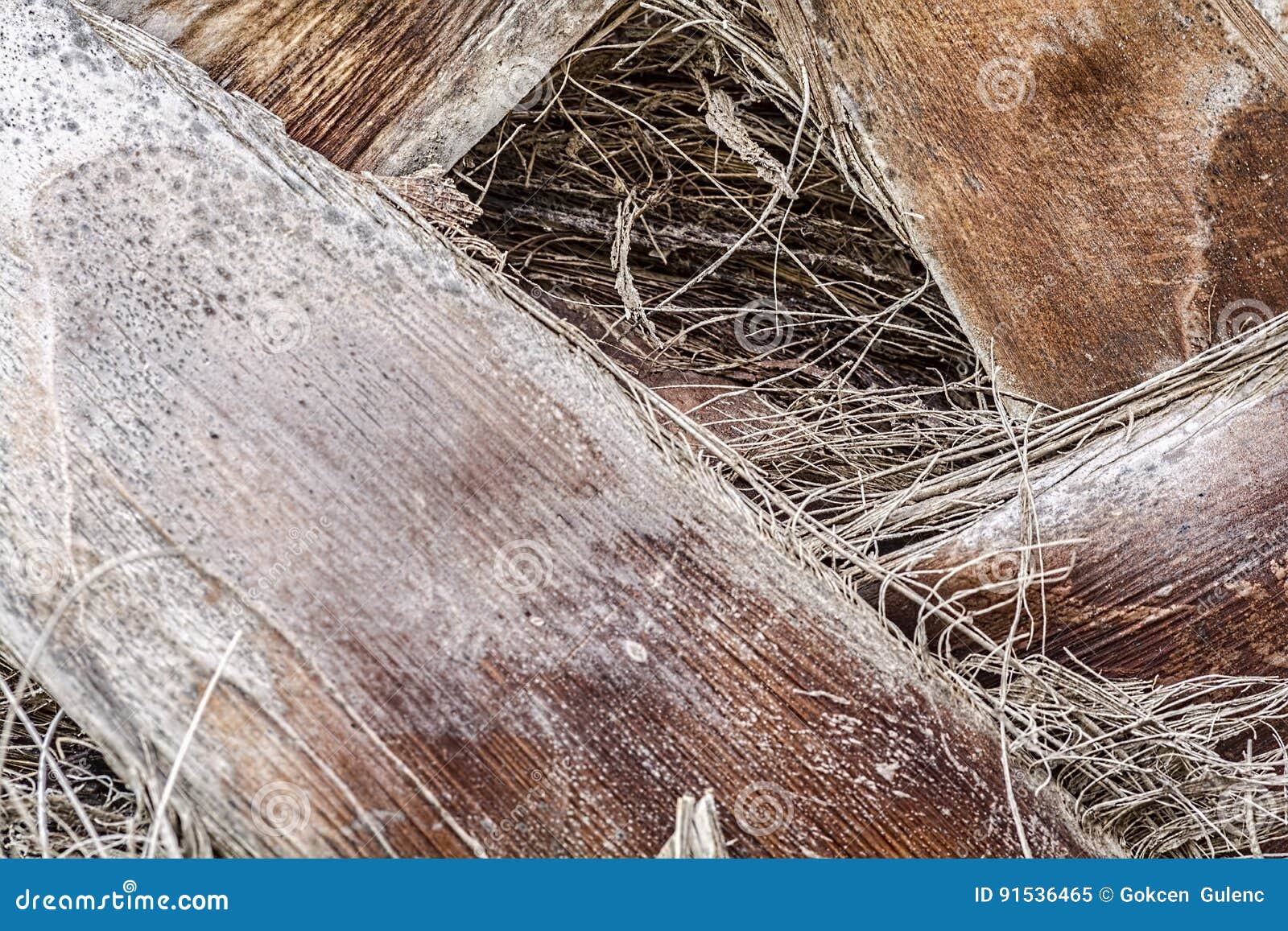 Bark of an palm tree stock image. Image of background - 91536465