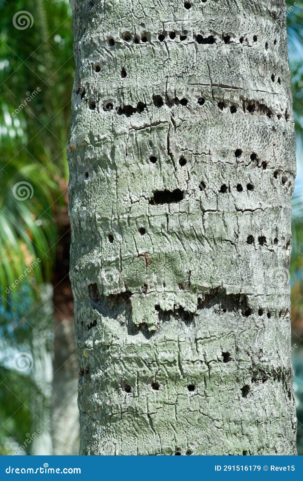 Bark of Palm Tree, with Insect Holes Stock Image - Image of palm, front ...
