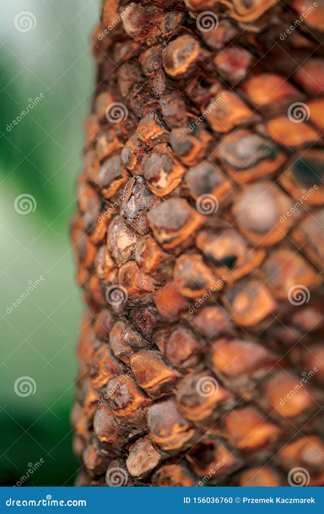 Bark of a palm tree. stock photo. Image of tree, plants - 156036760