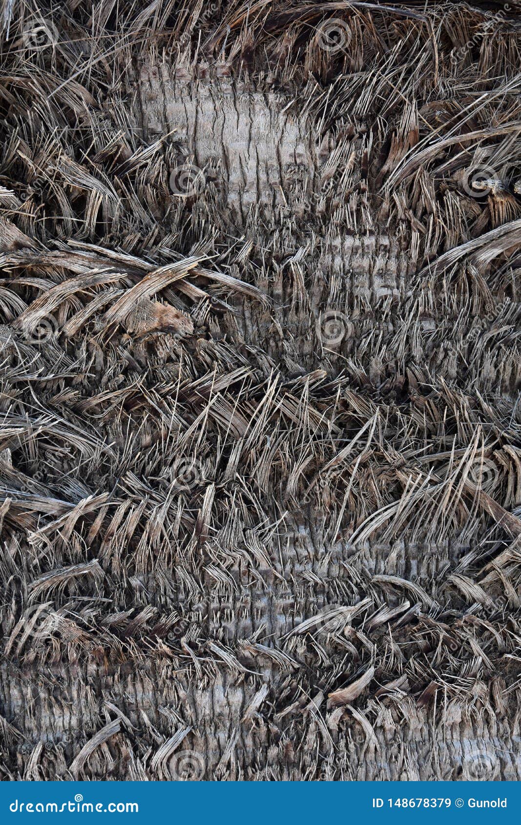 Bark of a Palm Tree , Texture Stock Image - Image of design, rough ...