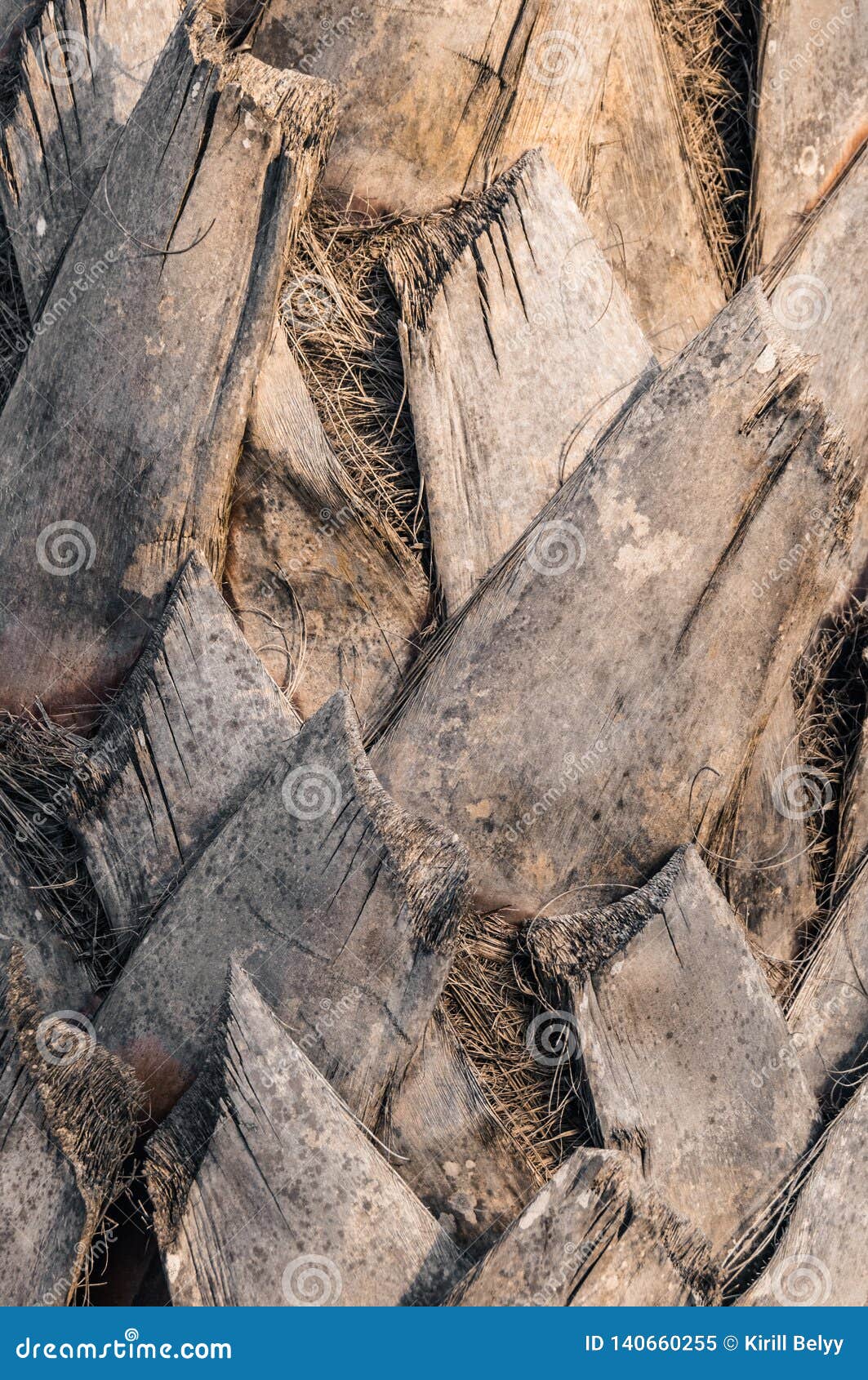 Bark of palm tree texture stock image. Image of outdoor - 140660255