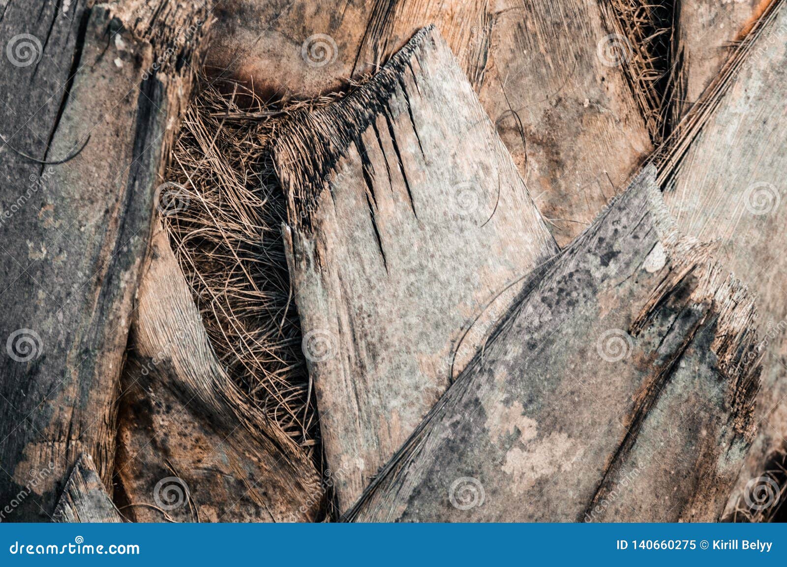 Bark of palm tree texture stock image. Image of bark - 140660275