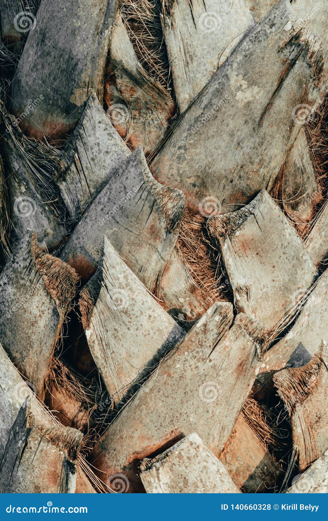 Bark of palm tree texture stock photo. Image of plank - 140660328