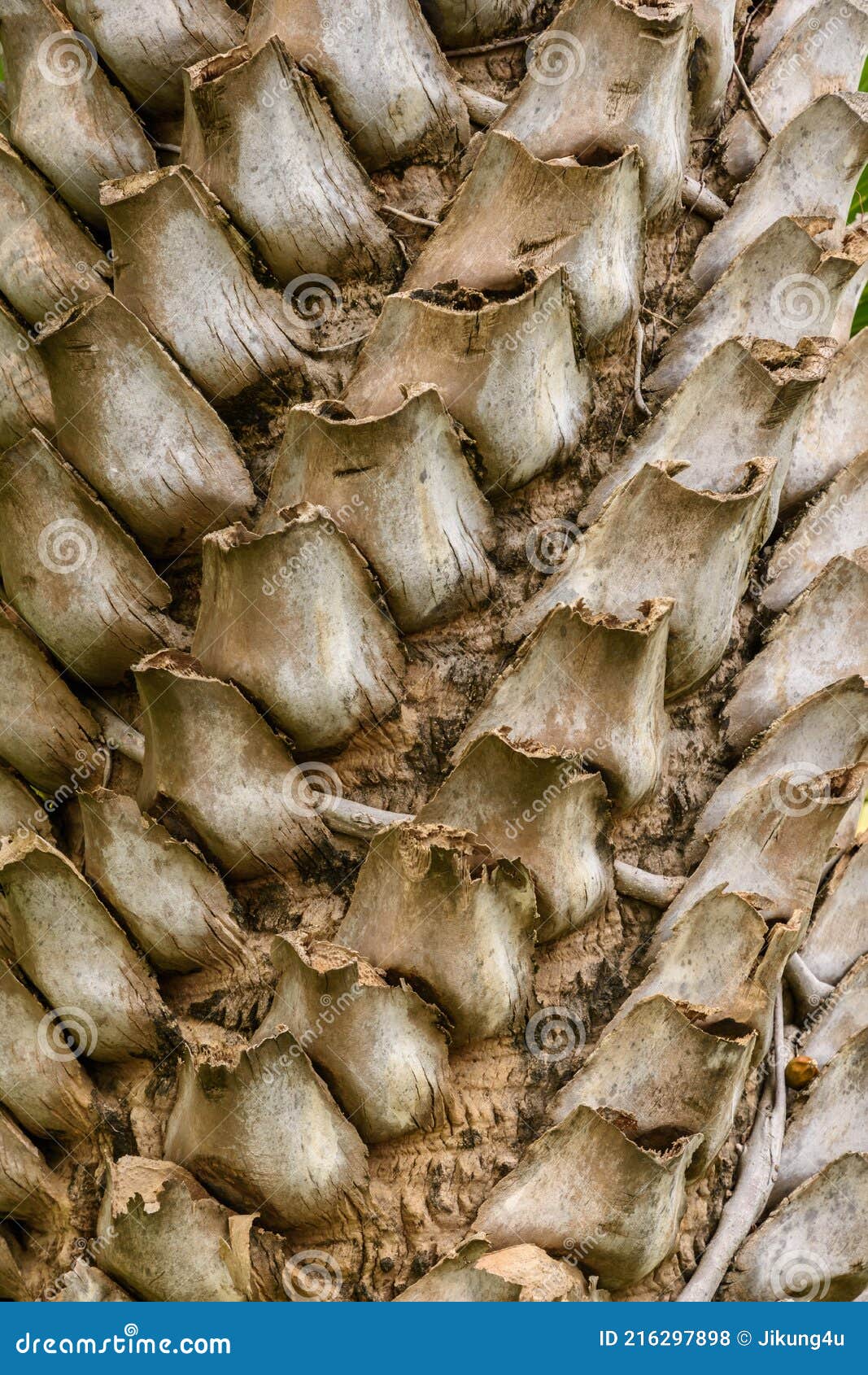 Bark palm tree stock photo. Image of nature, abstract - 216297898