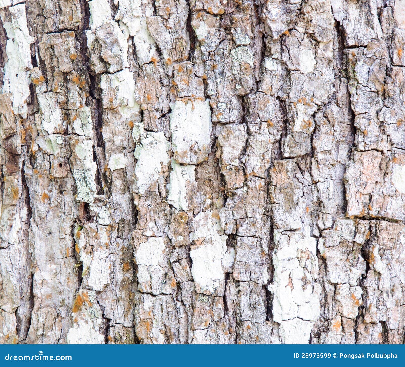 Bark pattern stock image. Image of detail, pattern, design - 28973599