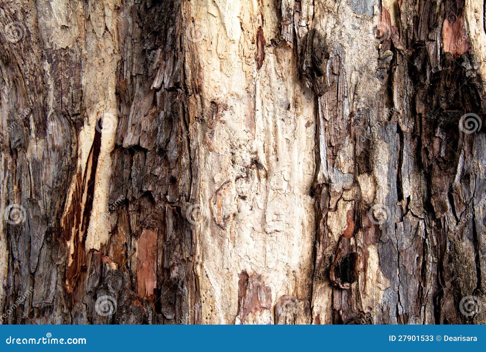 Bark Pattern of Big tree stock image. Image of ancient - 27901533
