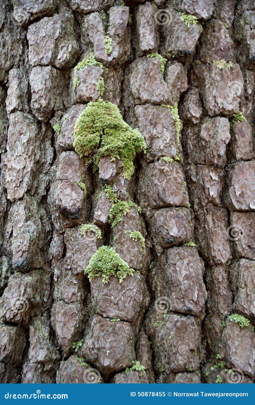 Abstract Wood Texture Bark and Moss Stock Image - Image of details ...