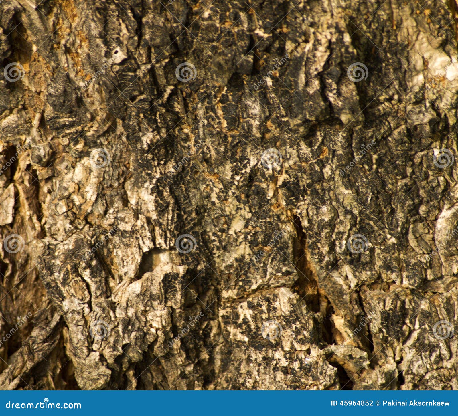 Bark pattern stock photo. Image of close, fragment, cortex - 45964852