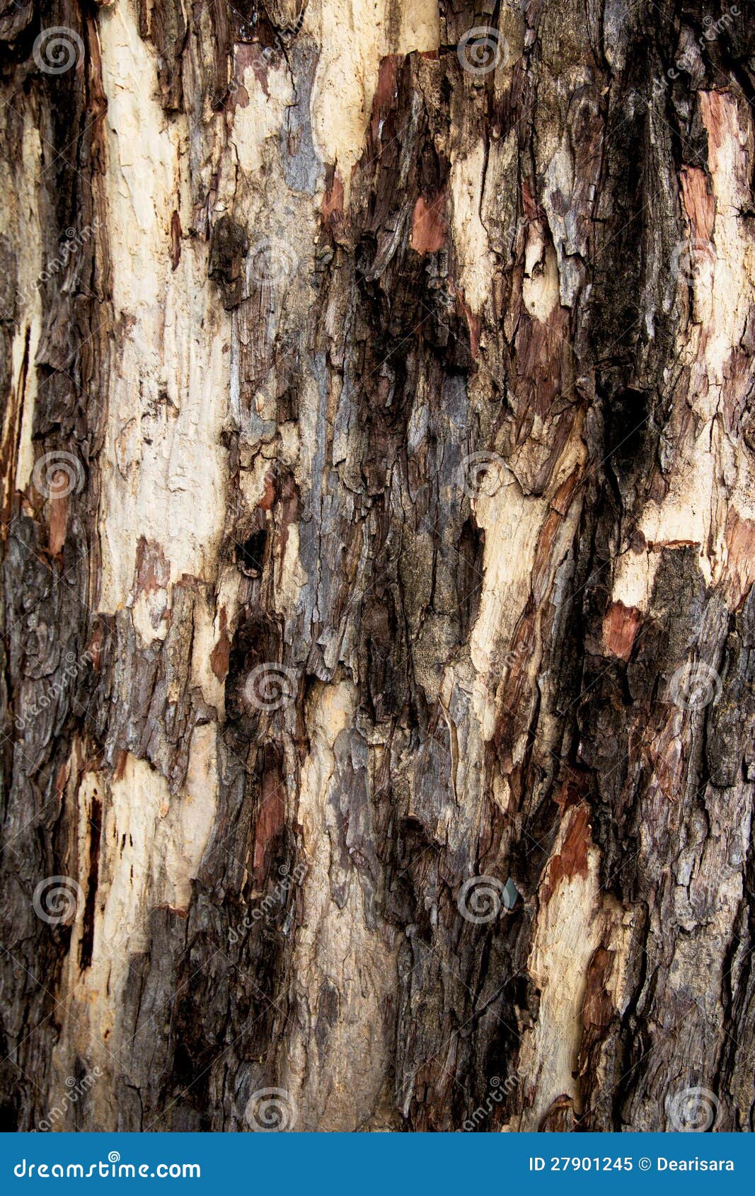 Bark Pattern of Old tree stock image. Image of grain - 27901245