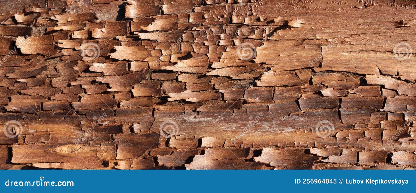 The Bark Pattern is a Seamless Wood Texture. for Background Woodwork ...