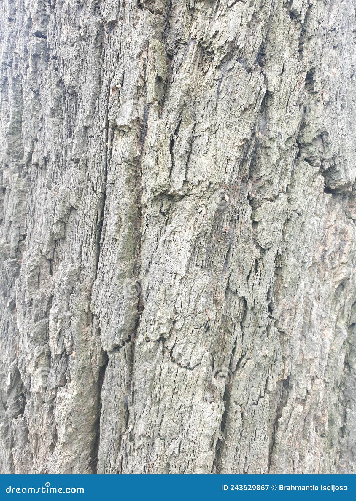 The Bark Pattern of the Spruce Pine Tree that Grows on the Top of Mount ...