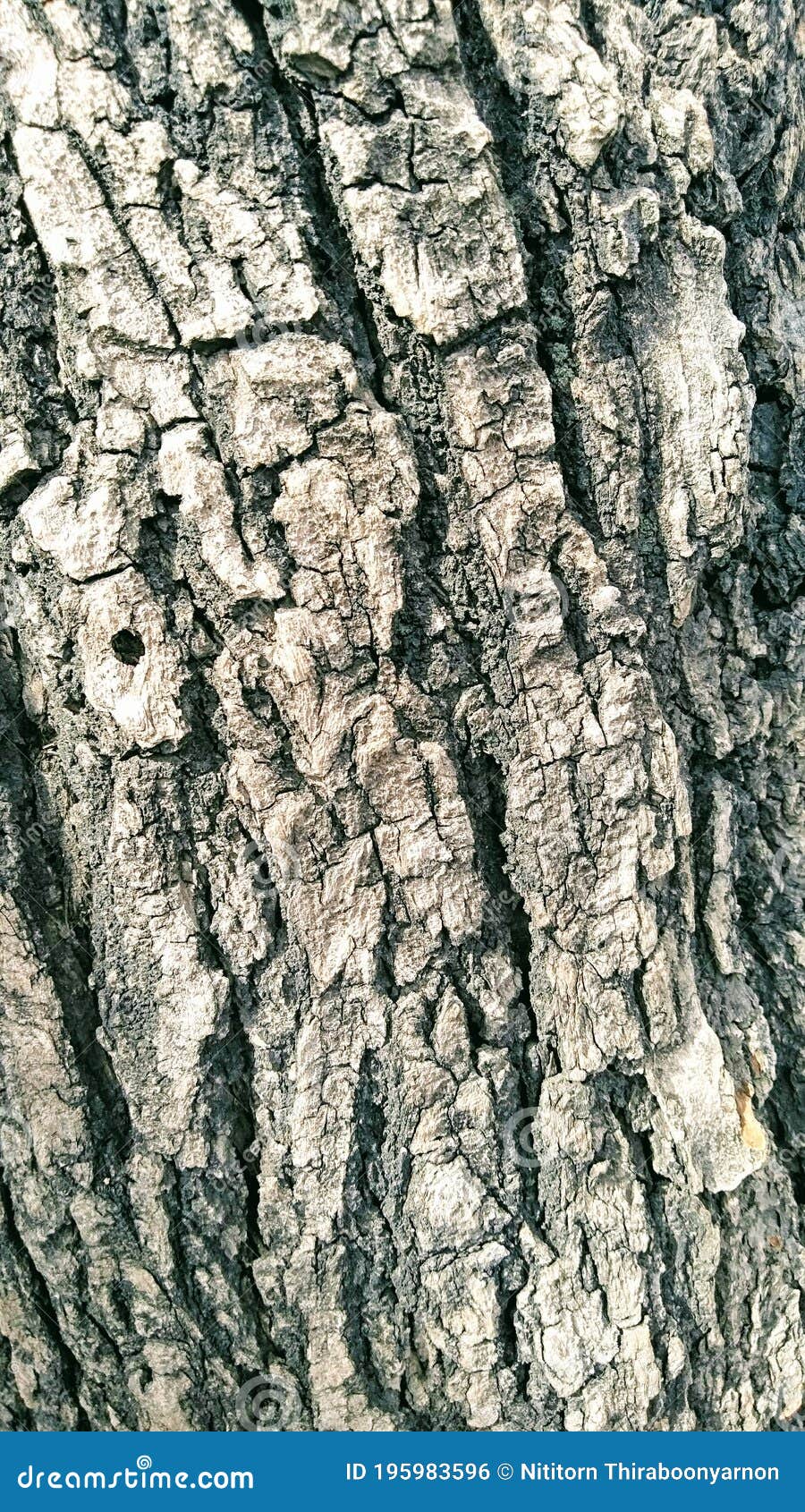 The Bark Pattern of the Tree is a Deep Furrow. Stock Photo - Image of ...