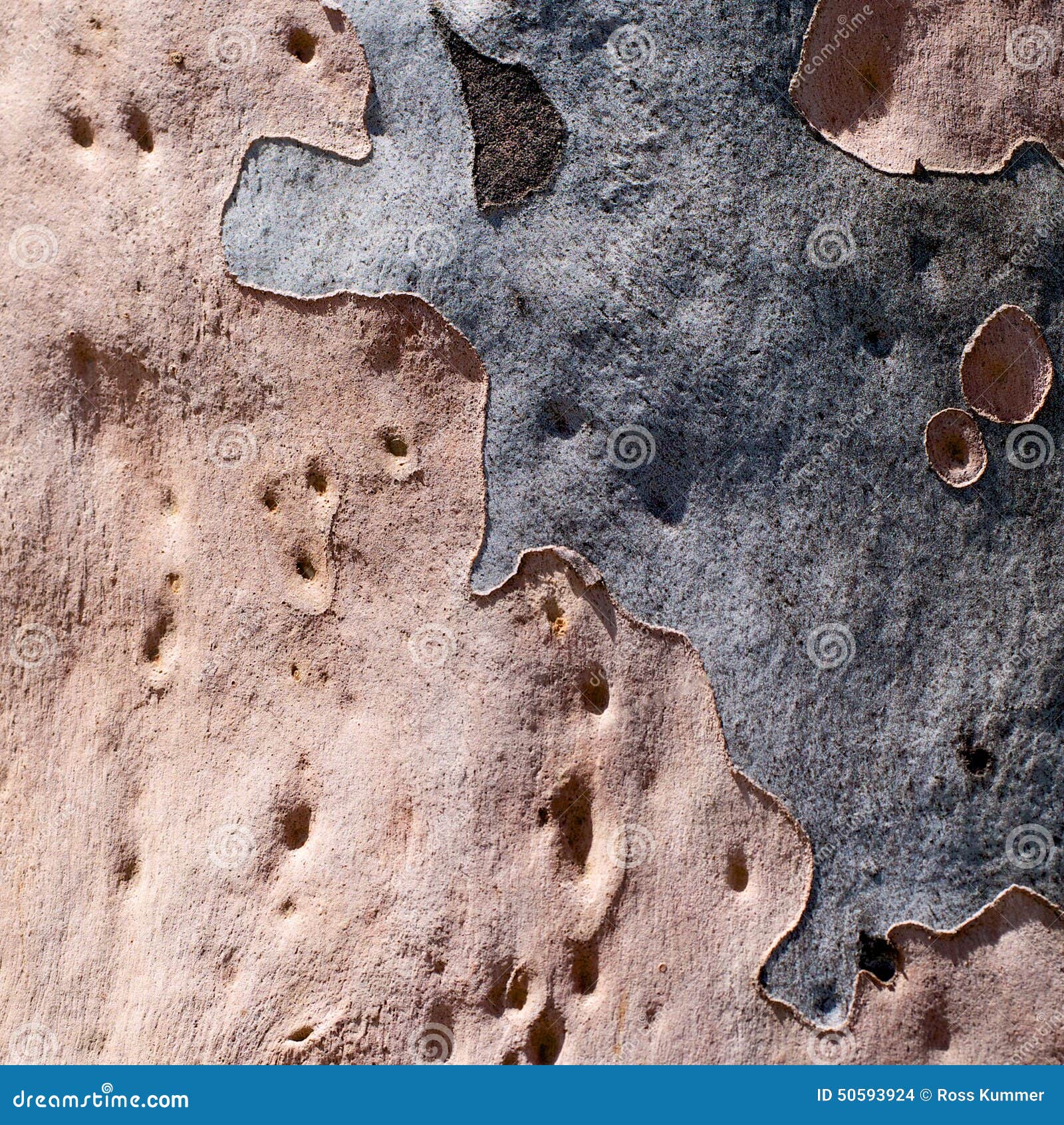 Bark patterns stock photo. Image of wood, aussie, wavy - 50593924