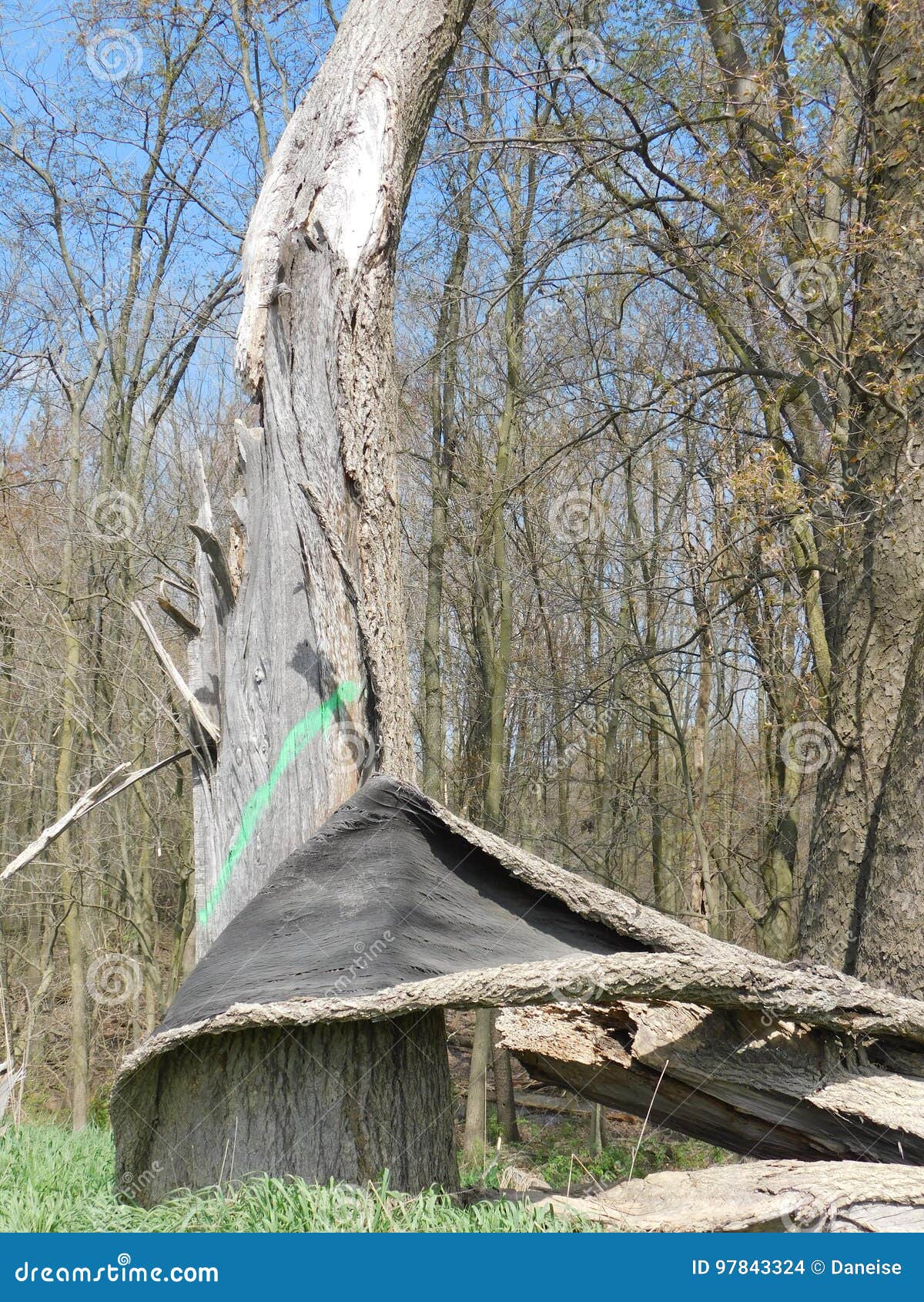 Bark Peeling Off Tree in a Sheet Stock Photo - Image of tree, bark ...