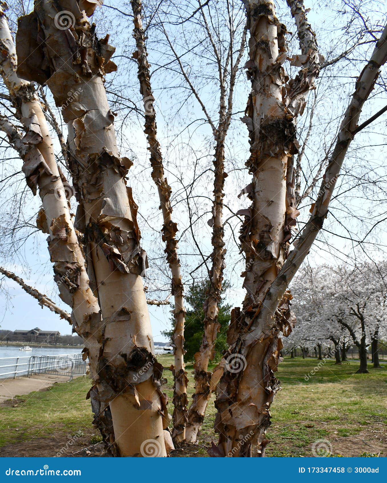 Bark Peeling Off a Tree Trunk in Early Spring Stock Photo - Image of ...