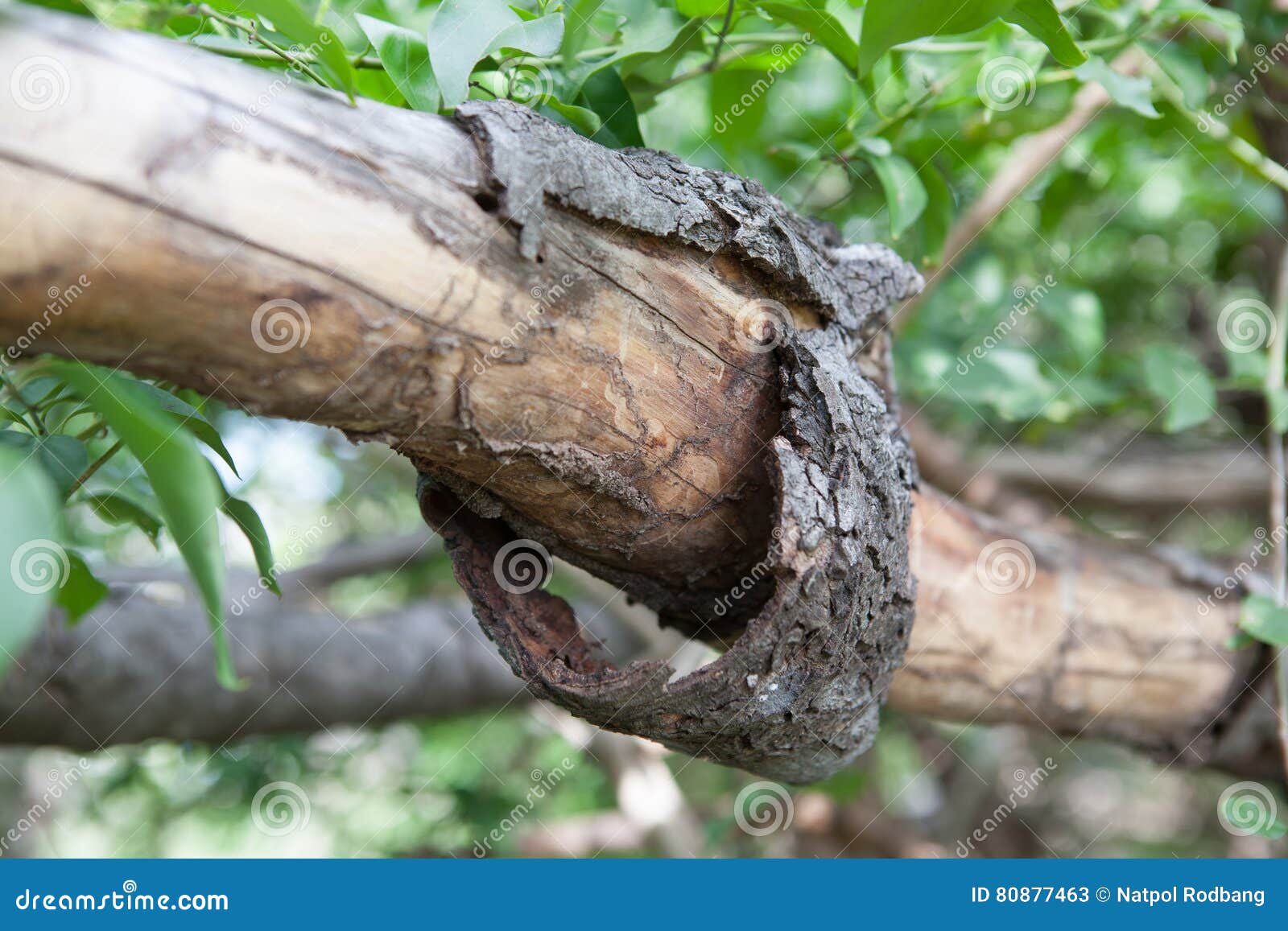 Bark Peeling Away From Rotting Tan Colored Wood Close Up Stock Image ...