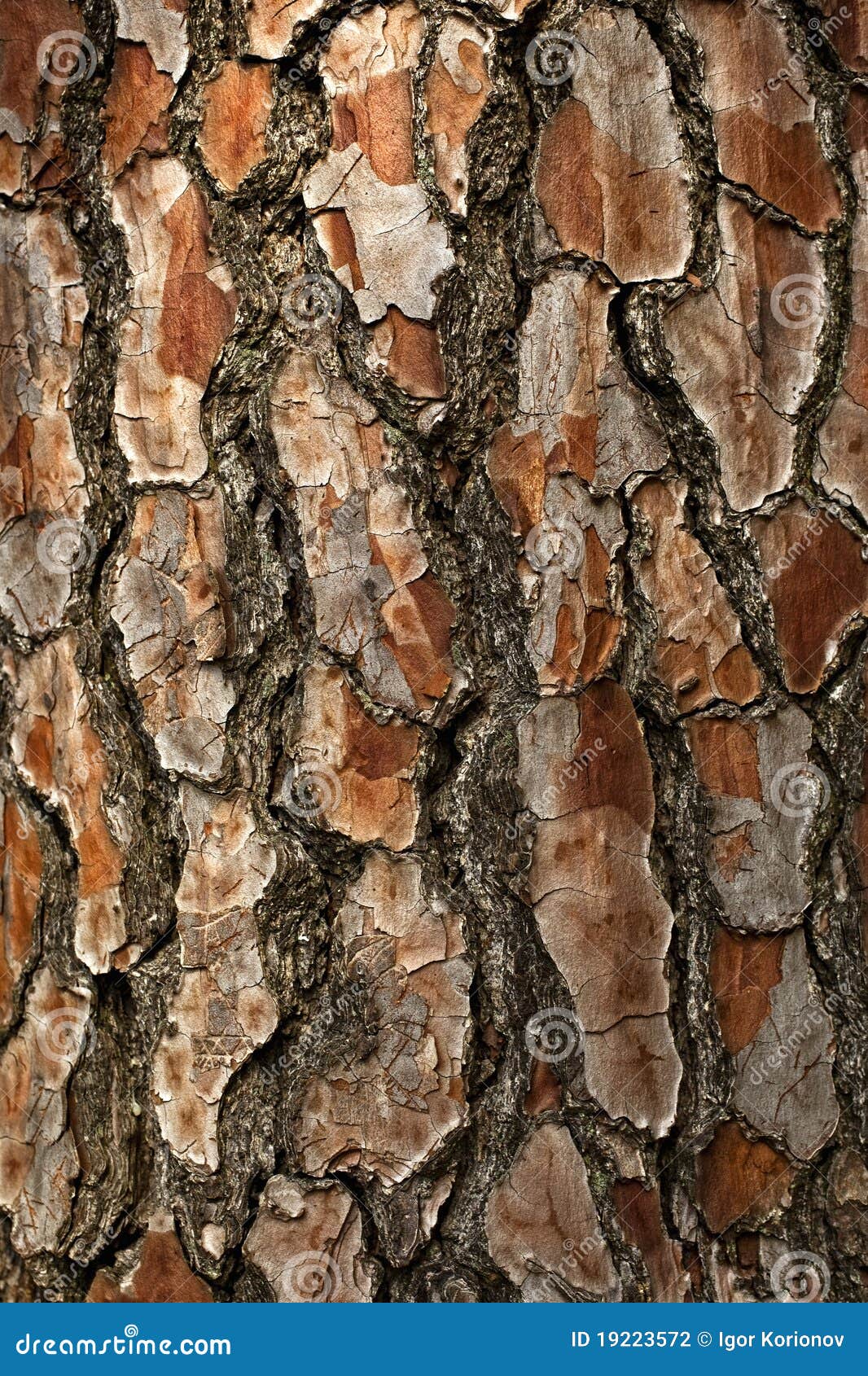Bark of Pine Tree stock photo. Image of frame, forest - 19223572