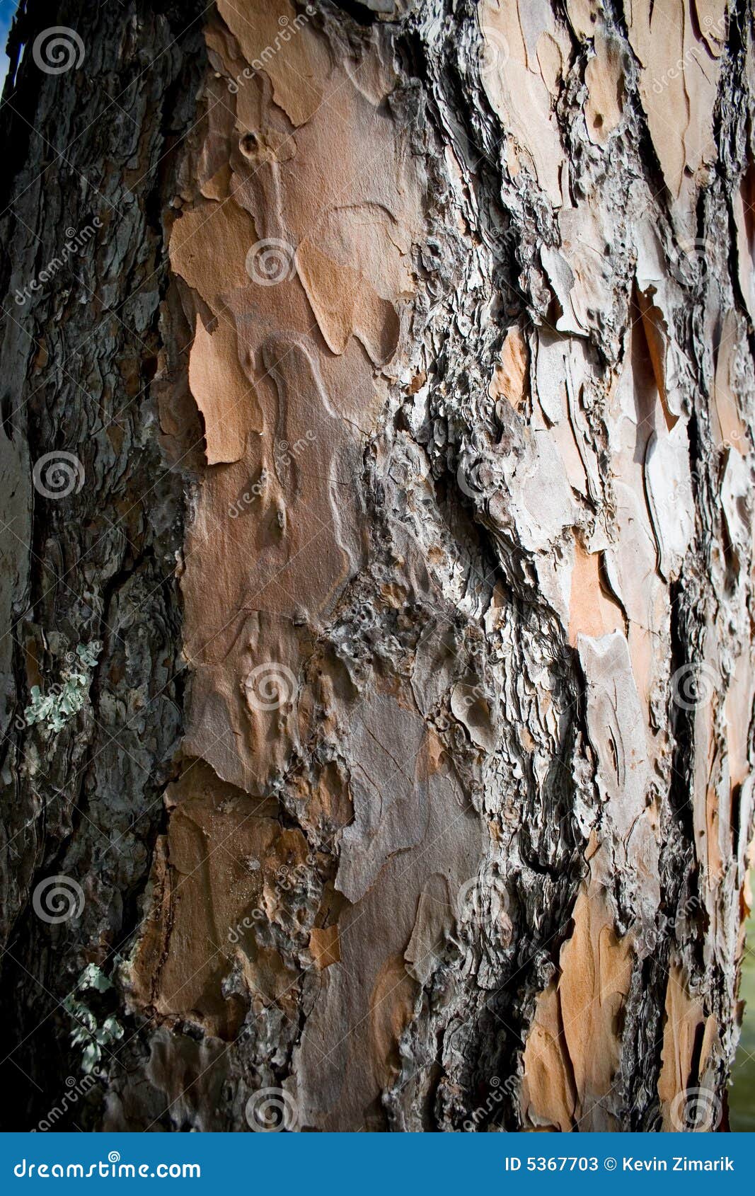 Bark of Pine Tree stock image. Image of tall, bark, wild - 5367703