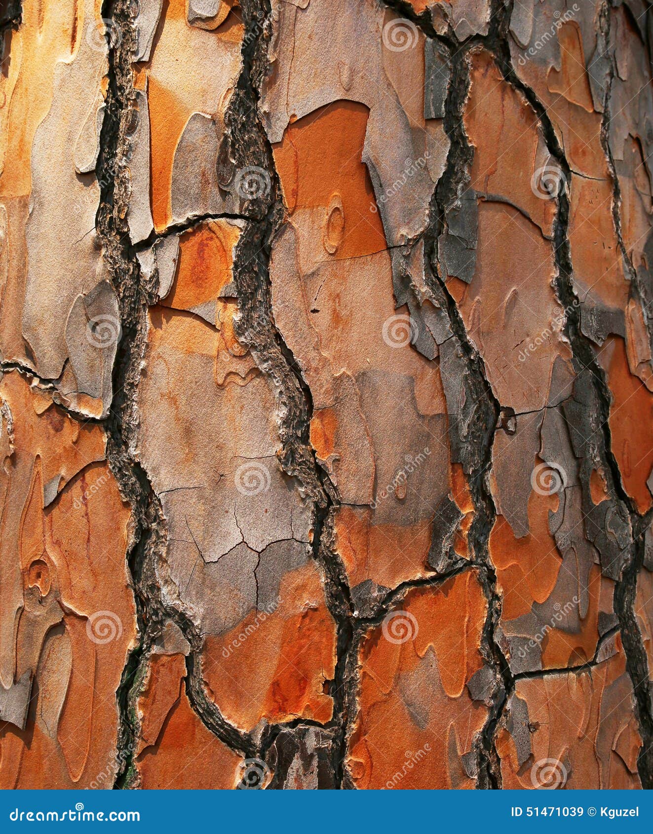 Bark of Pine Tree stock image. Image of bark, material - 51471039