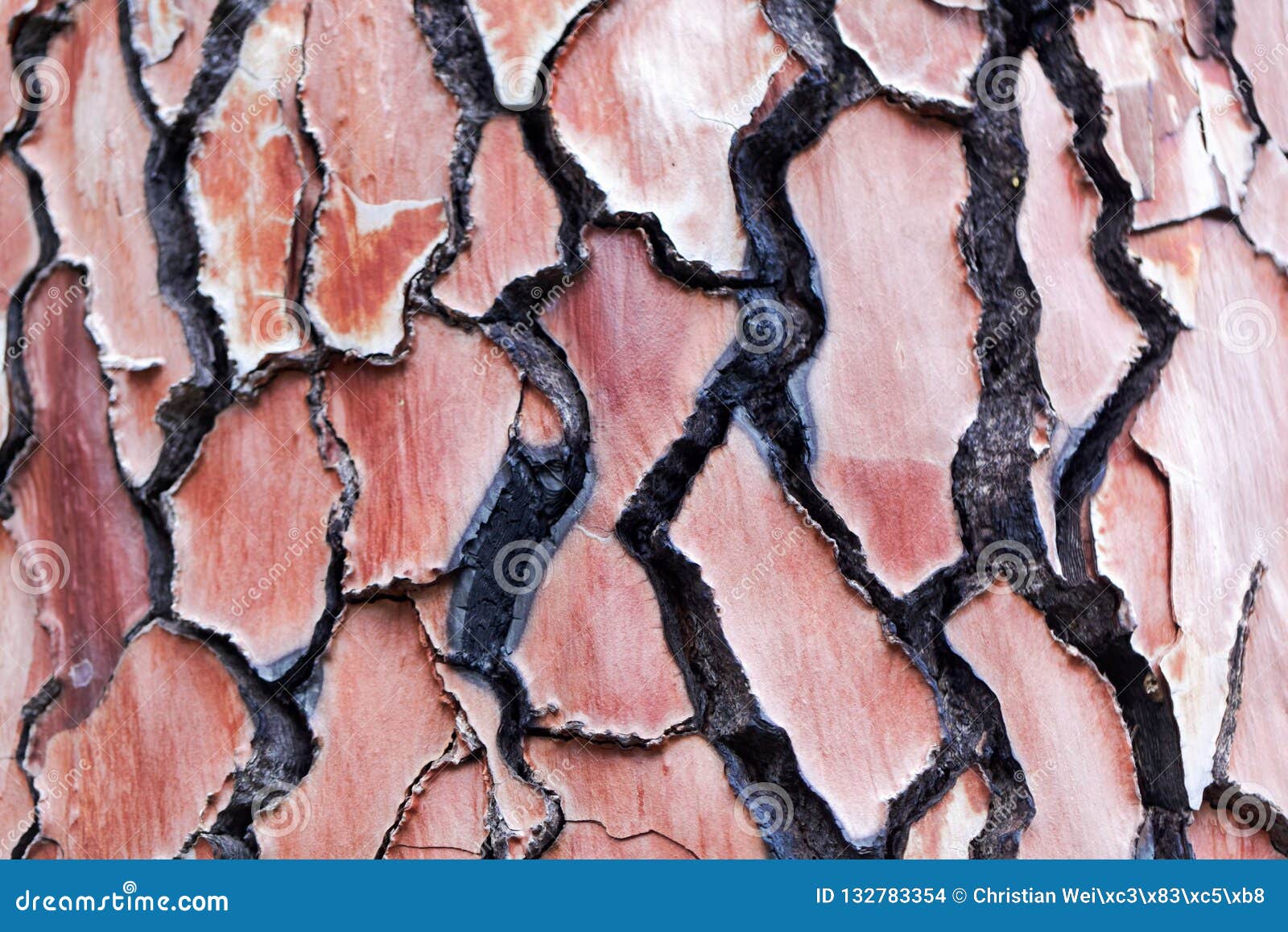 Bark of a Pine Tree with Traces of a Forest Fire Stock Photo - Image of ...