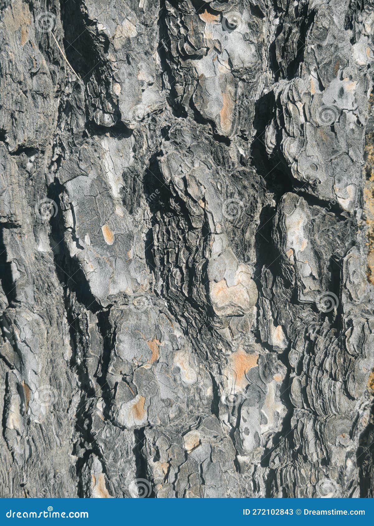 Bark of Pine Tree. Brown Tile Texture of the Old Tree Stock Image ...