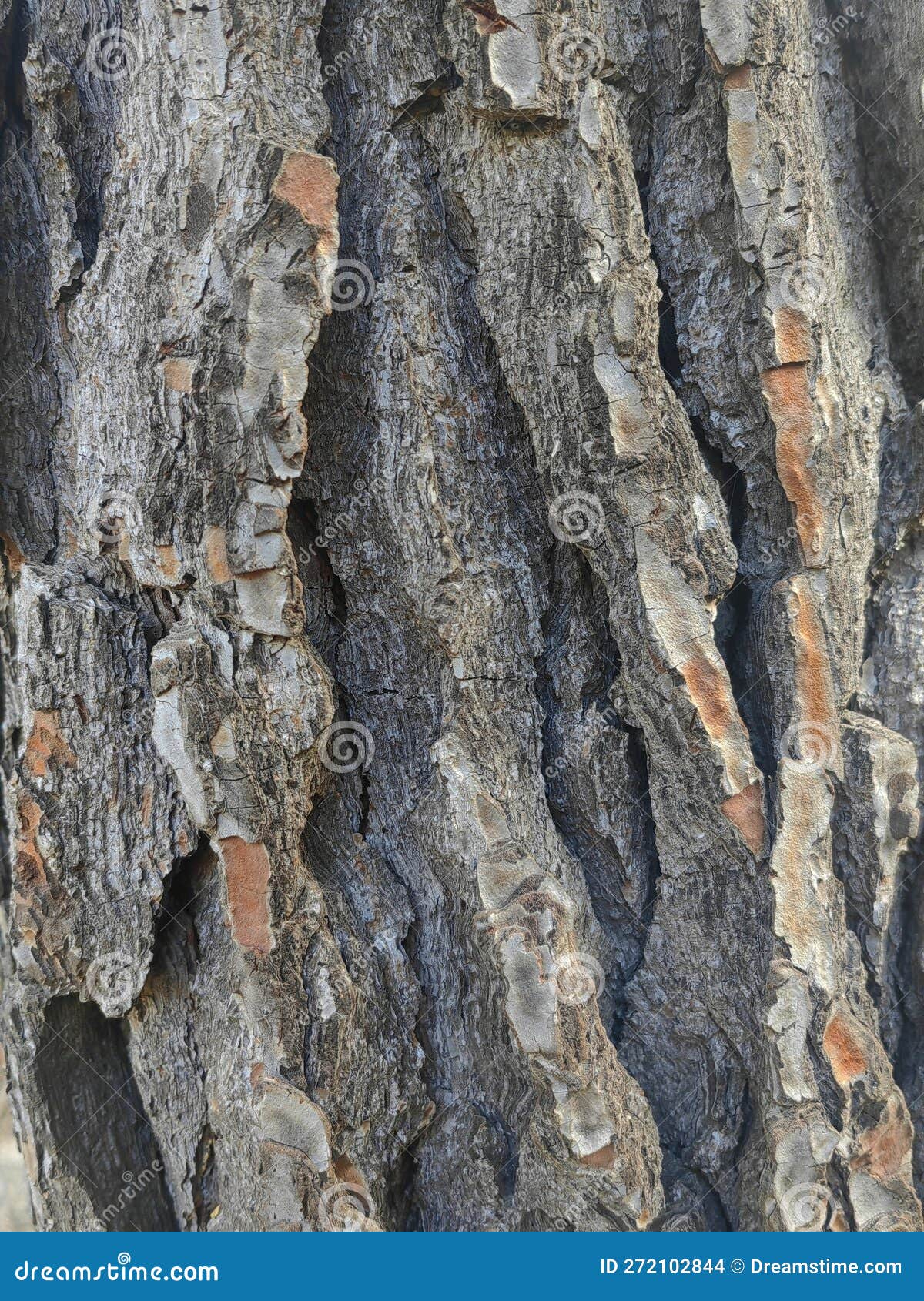 Bark of Pine Tree. Brown Tile Texture of the Old Tree Stock Photo ...