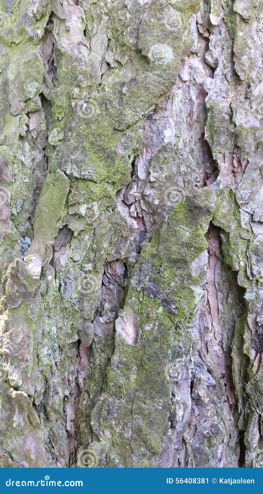 Bark from pine tree stock image. Image of bark, macro - 56408381